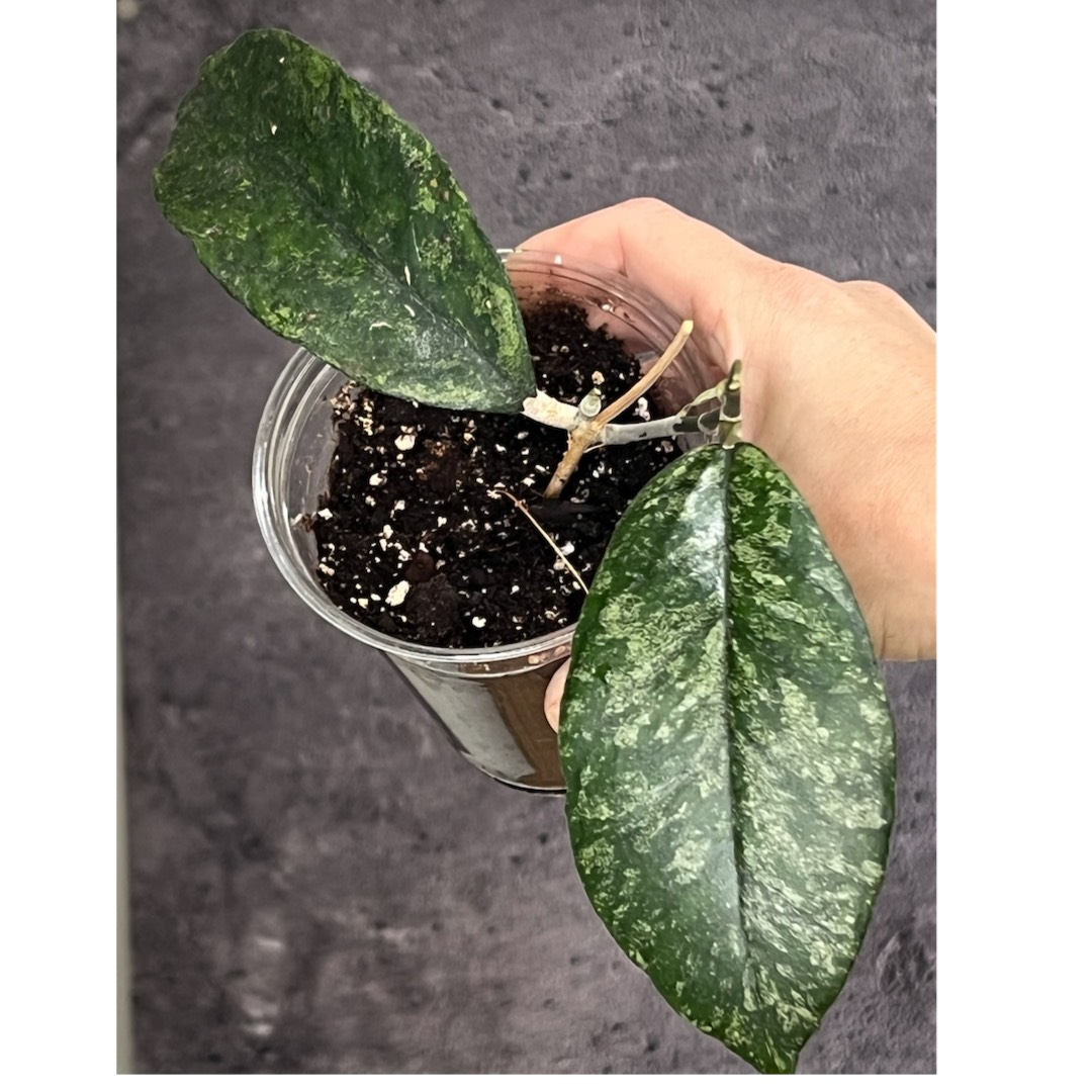 Hoya Sp Bahoi