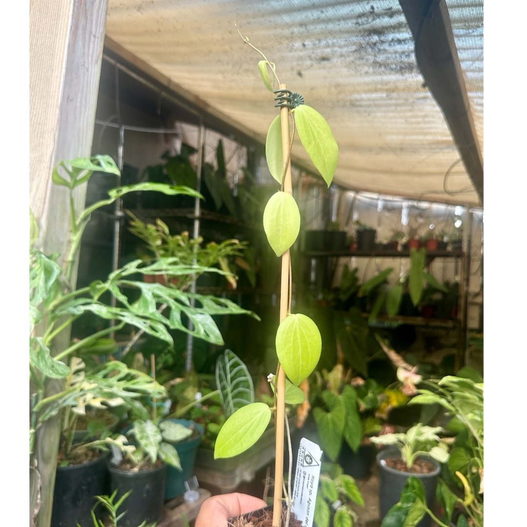 Hoya sp. Agusan del Norte ‘White Angel’
