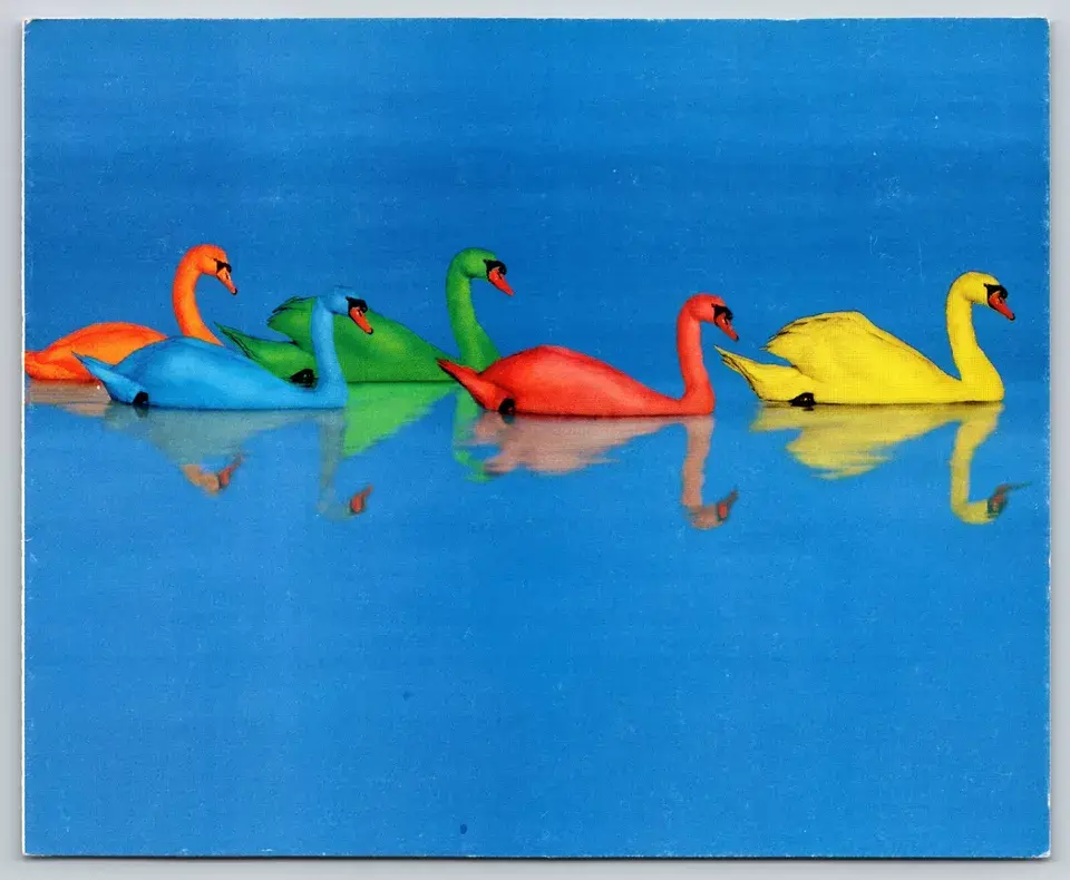 Postcard Rainbow Swans Multicolor Swans Ornithology Bird Pride Cygnus ...