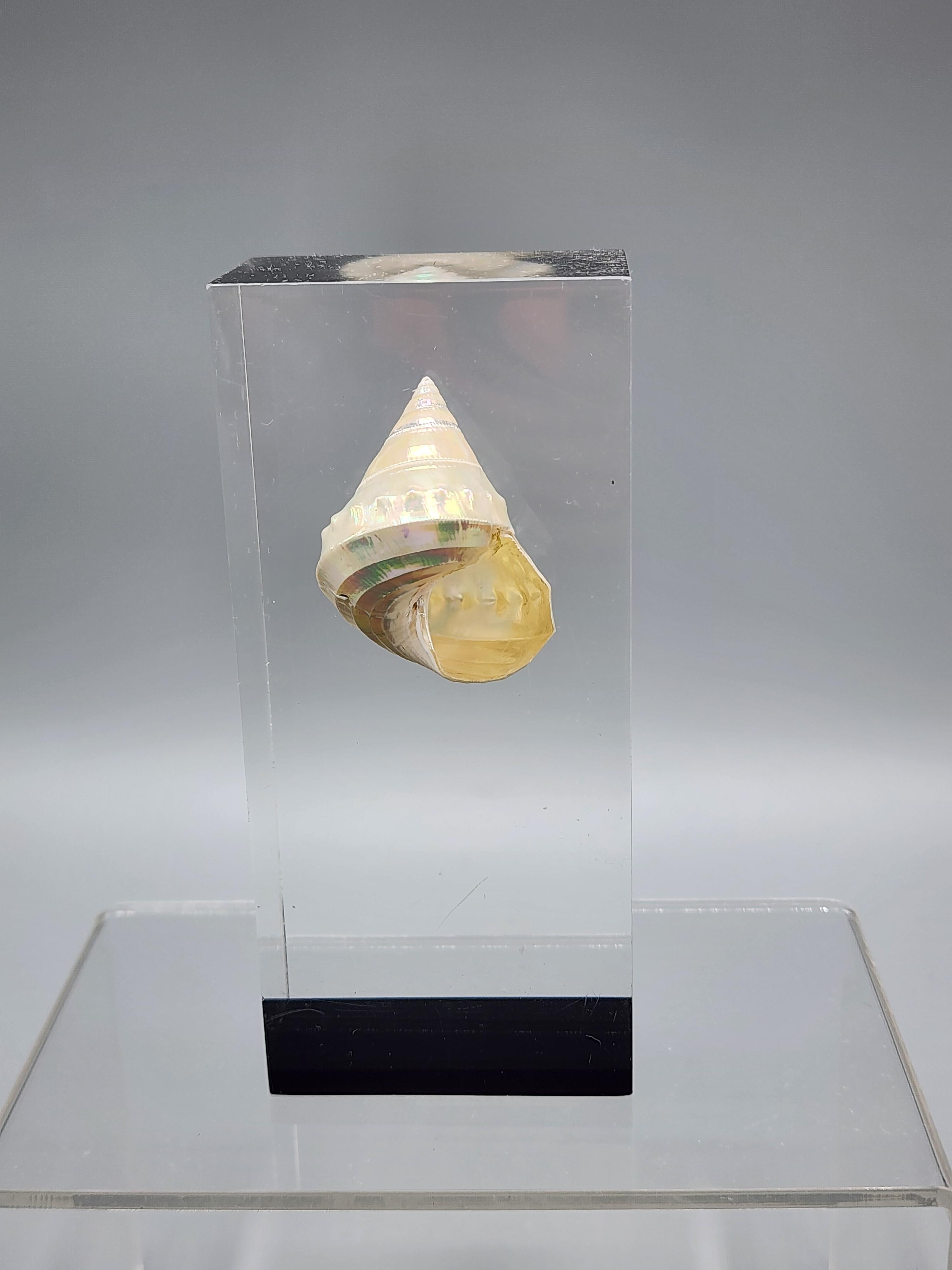 006 Vintage Floating Conch Shell Lucite Paperweight 4 1/2"