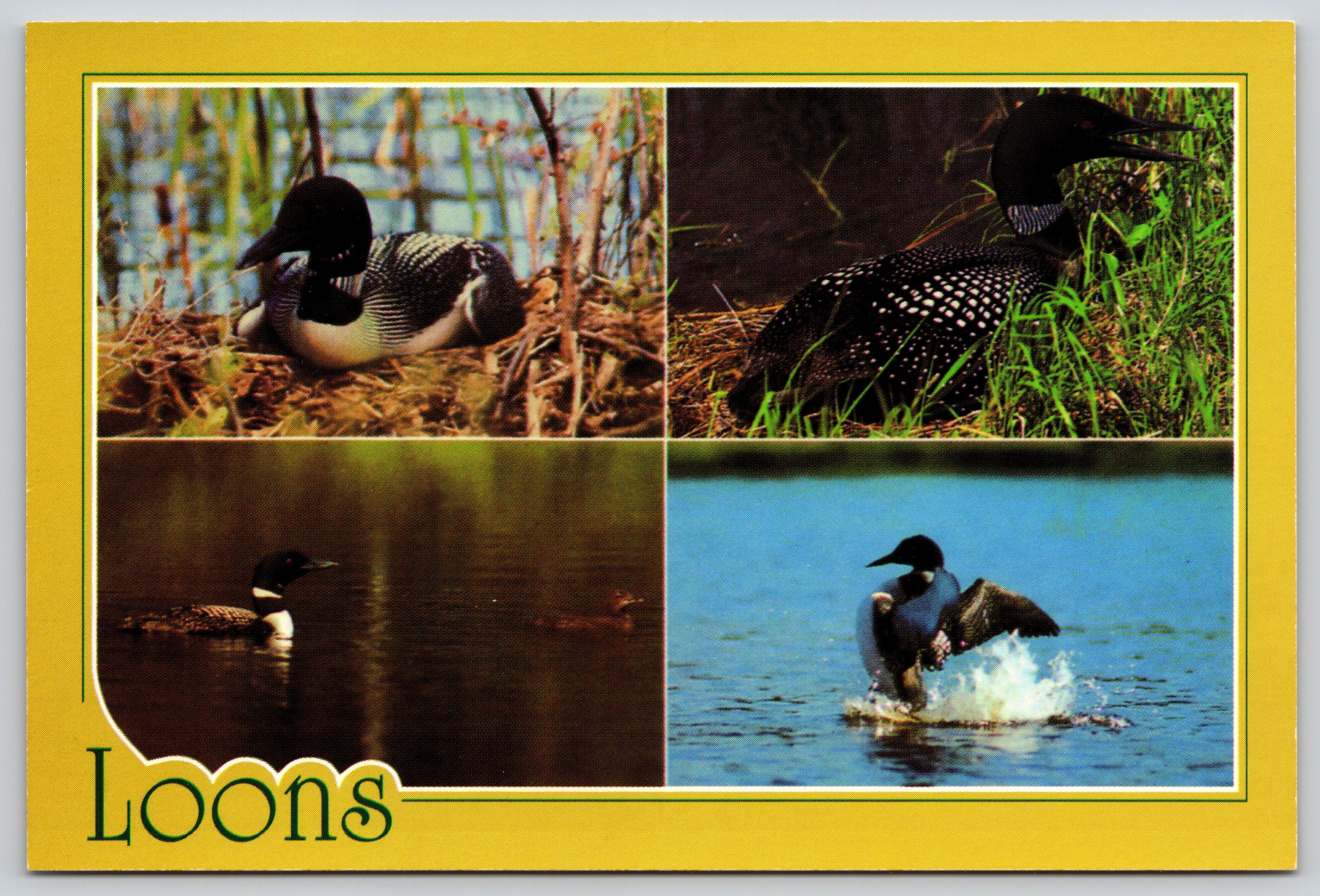 Postcard Multiview of Common Loons Gavia immer Bird Ornithology - 10471