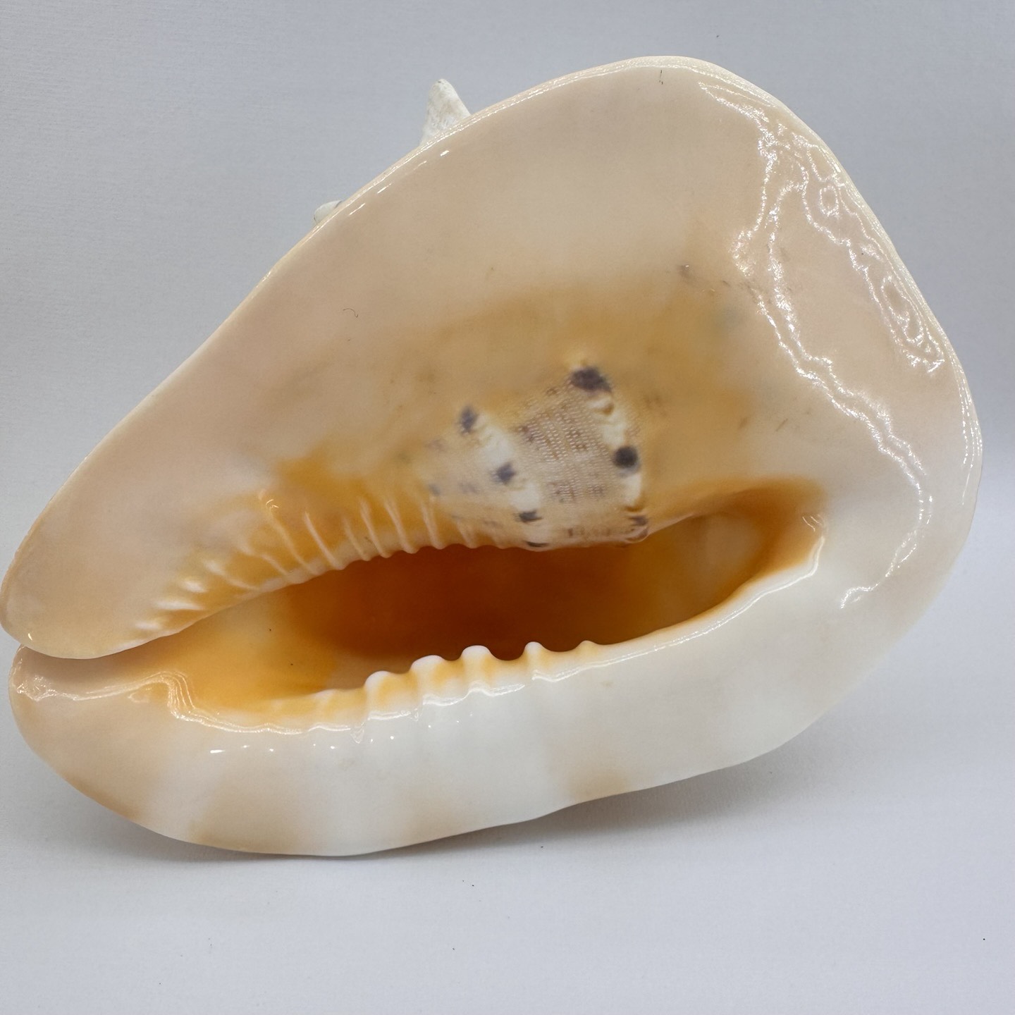 Large Natural Queen Conch Seashell Tiger Helmut Pink Shell Ocean Beach ...