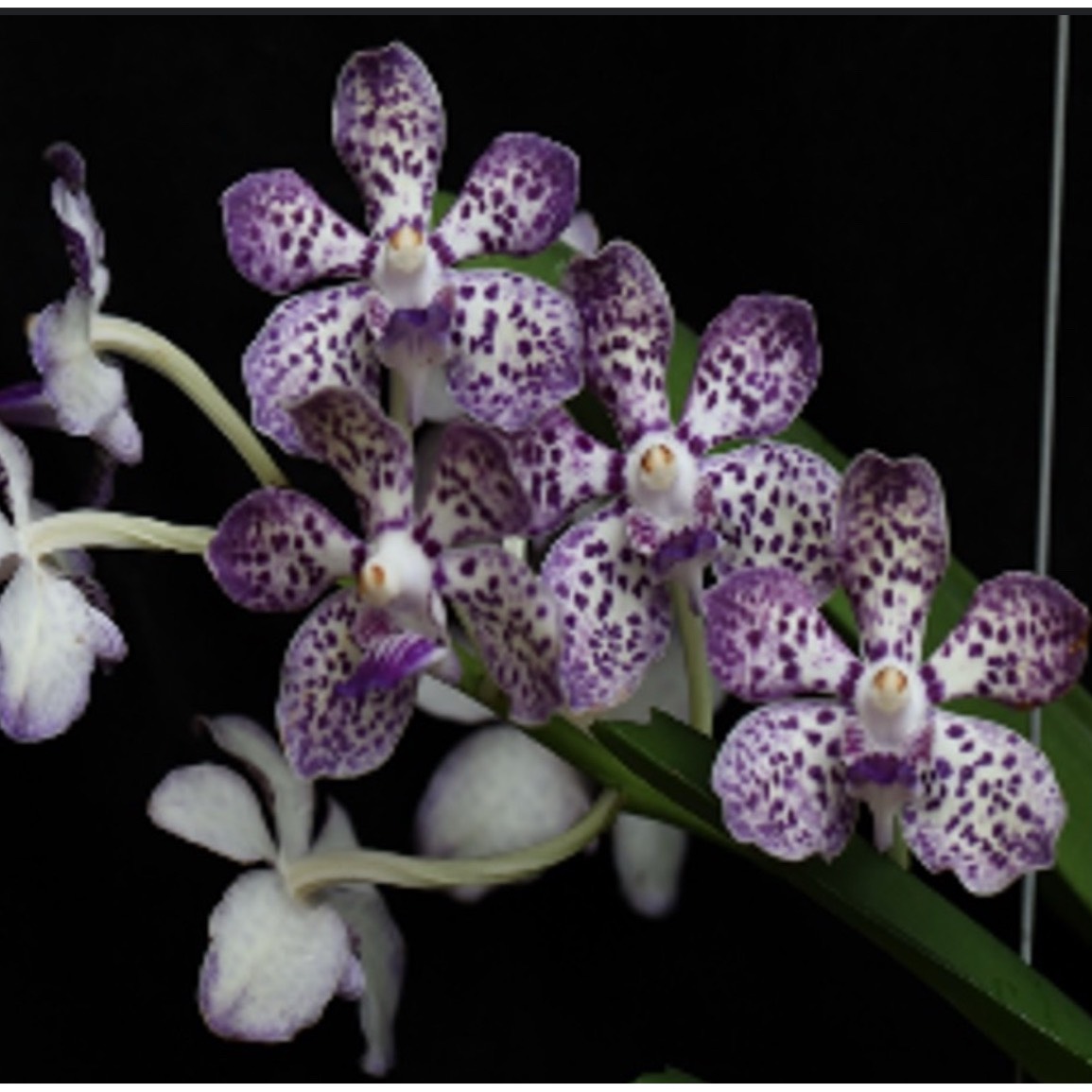 Vanda ‘Mini Palmer’ x tessellata