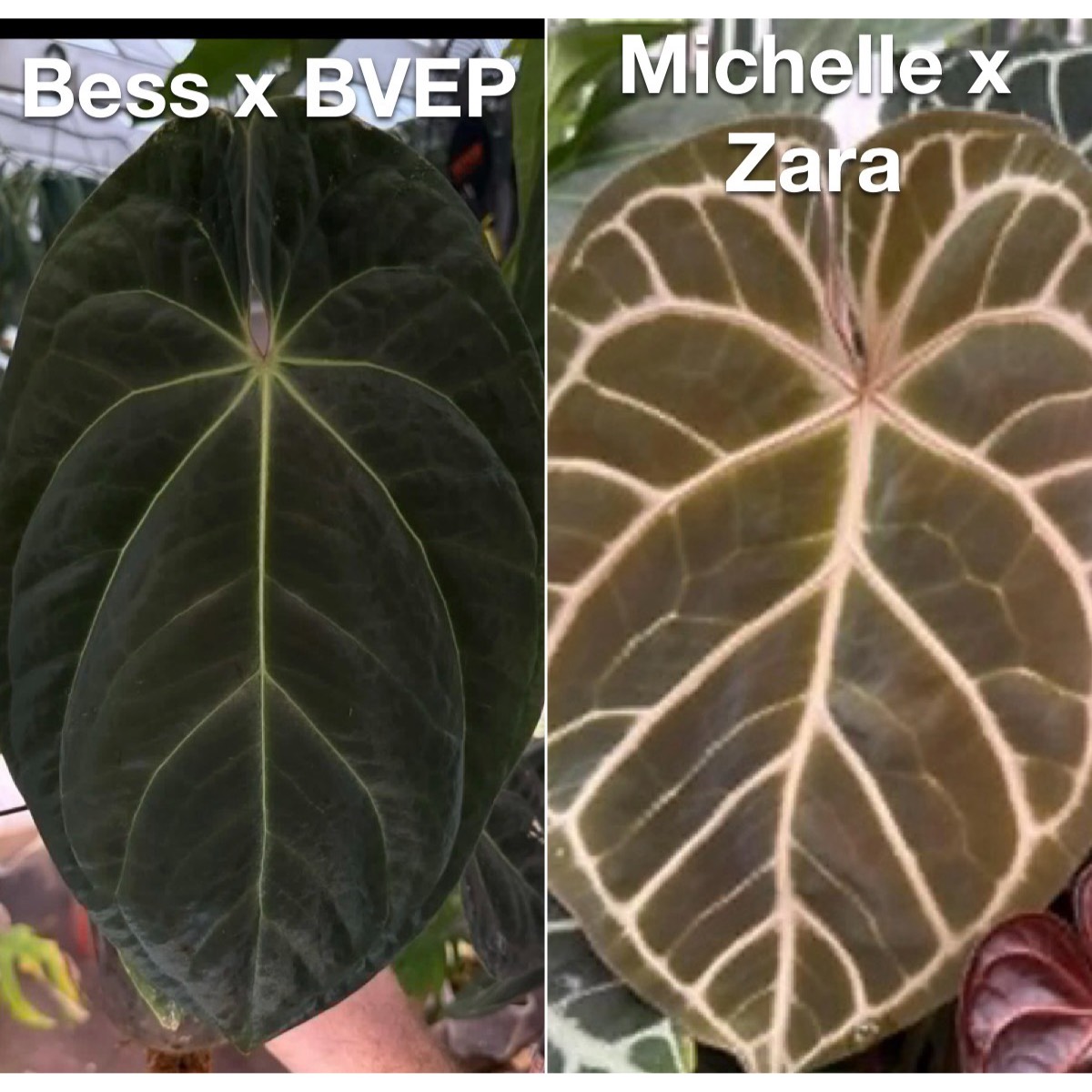 Bess x BVEP X Michelle x Zara