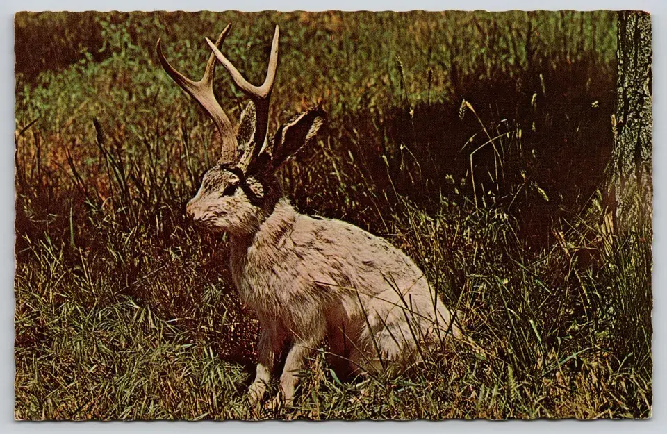 Postcard Mythical Jackalope of North America Cryptozoology Cryptid ...