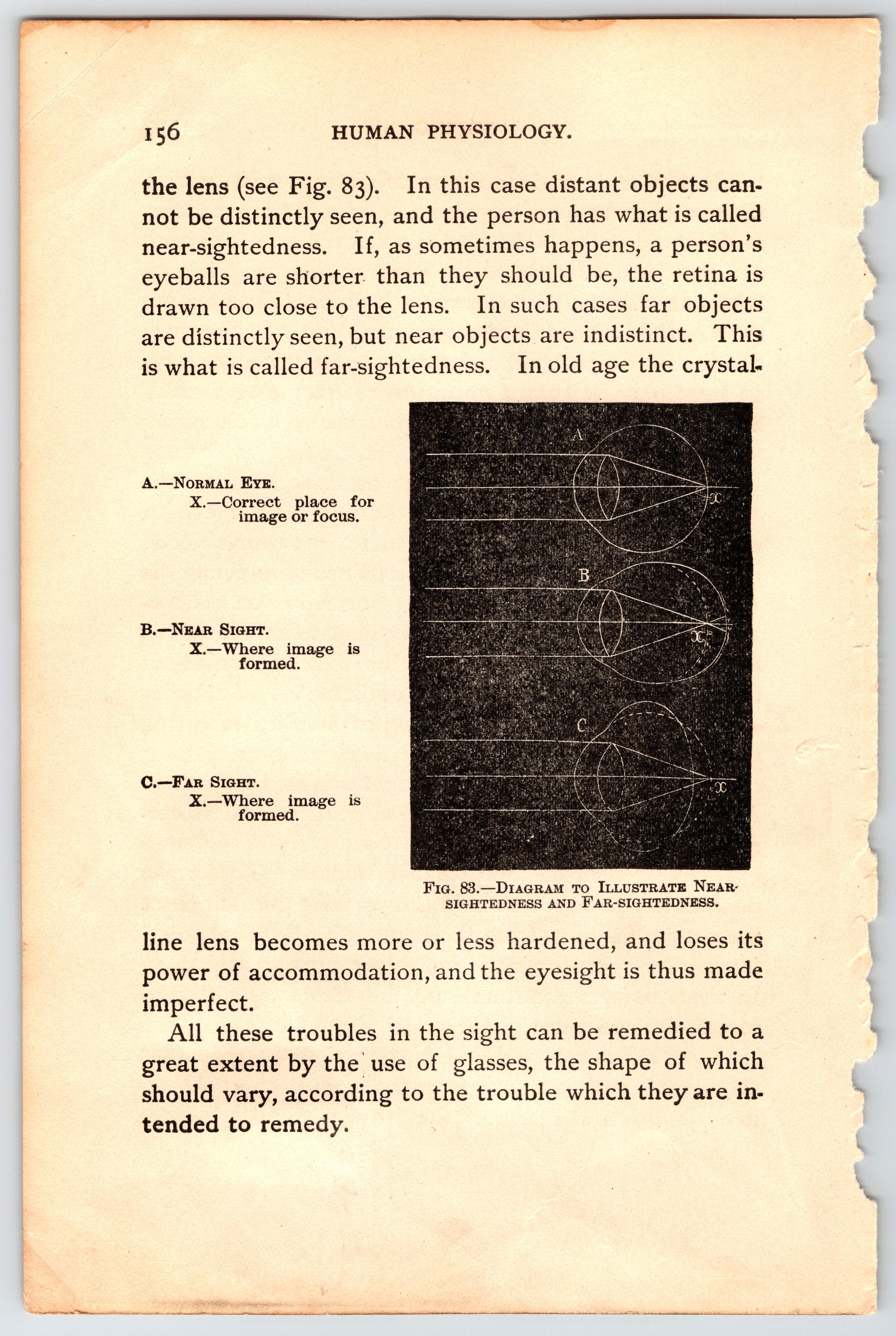 Visual System Eyes Ephemera Human Anatomy Scientific Illustration Junk ...