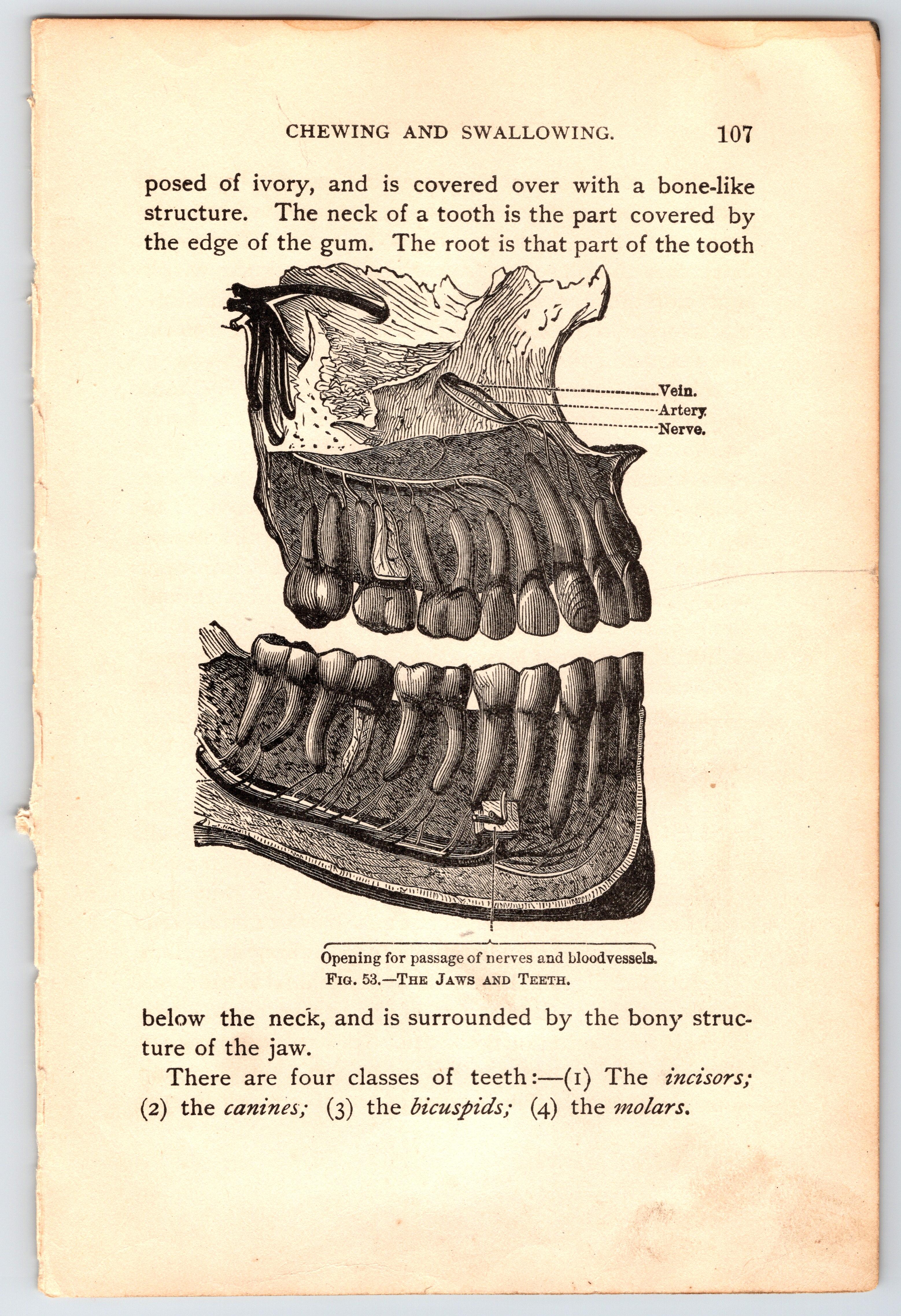 Jaws & Teeth, Chewing & Swallowing Ephemera Human Anatomy Scientific ...