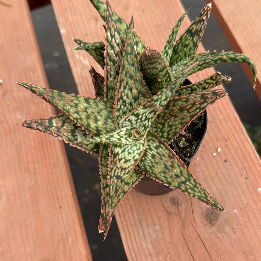 RT002 Aloe 'Firecracker'