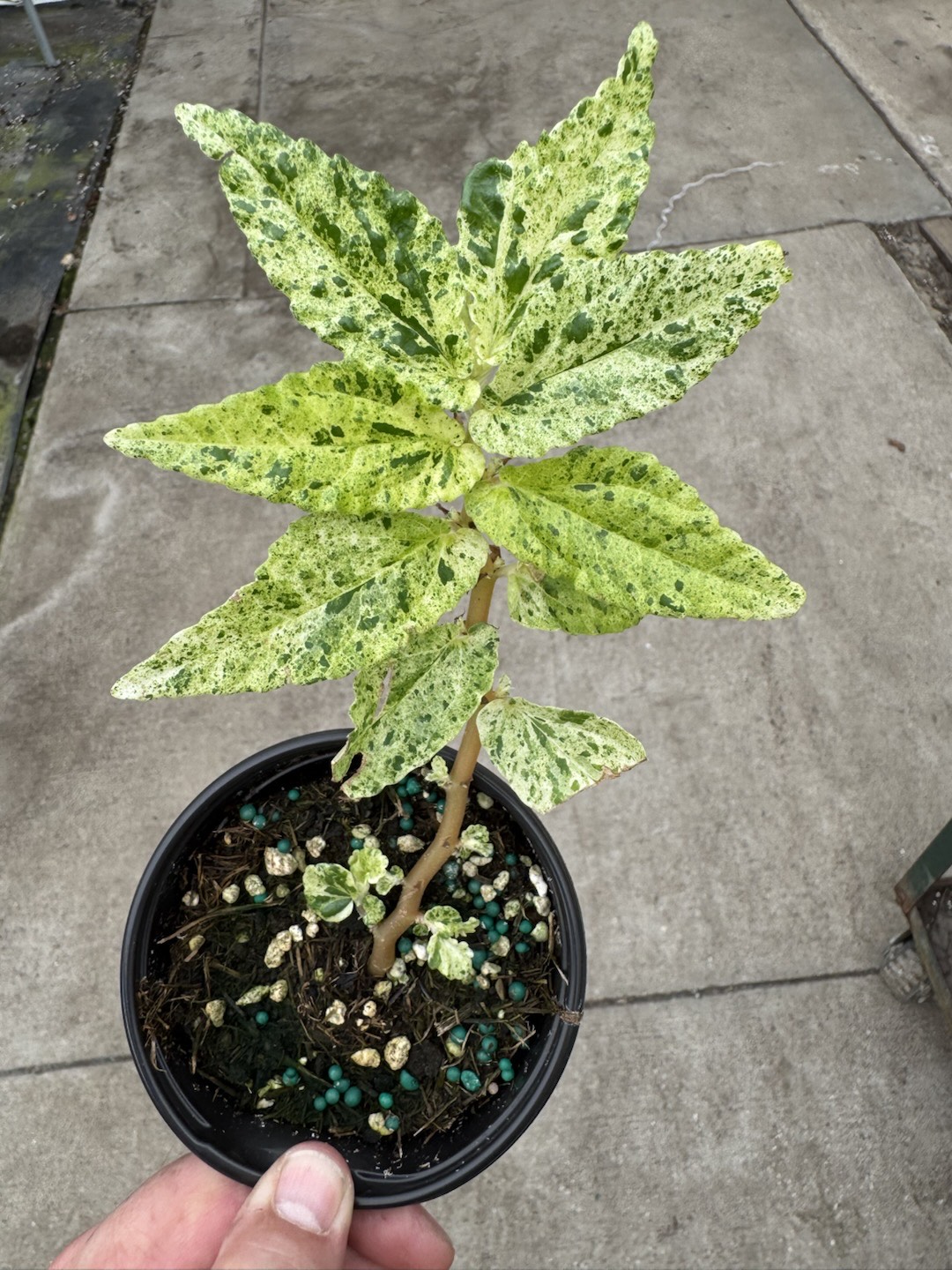 Pellonia Repens Variegated