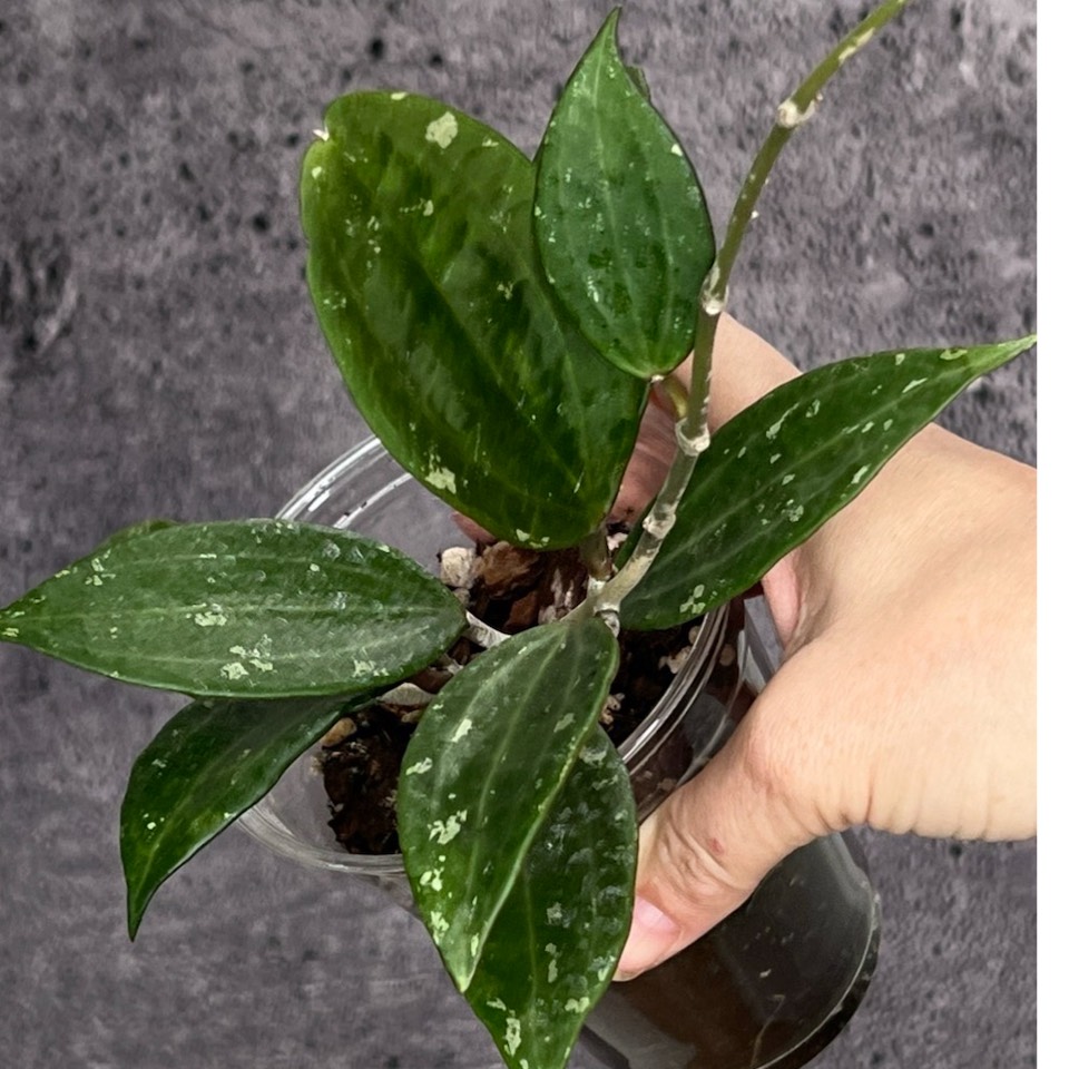 Hoya Latifolia (Rangsan)