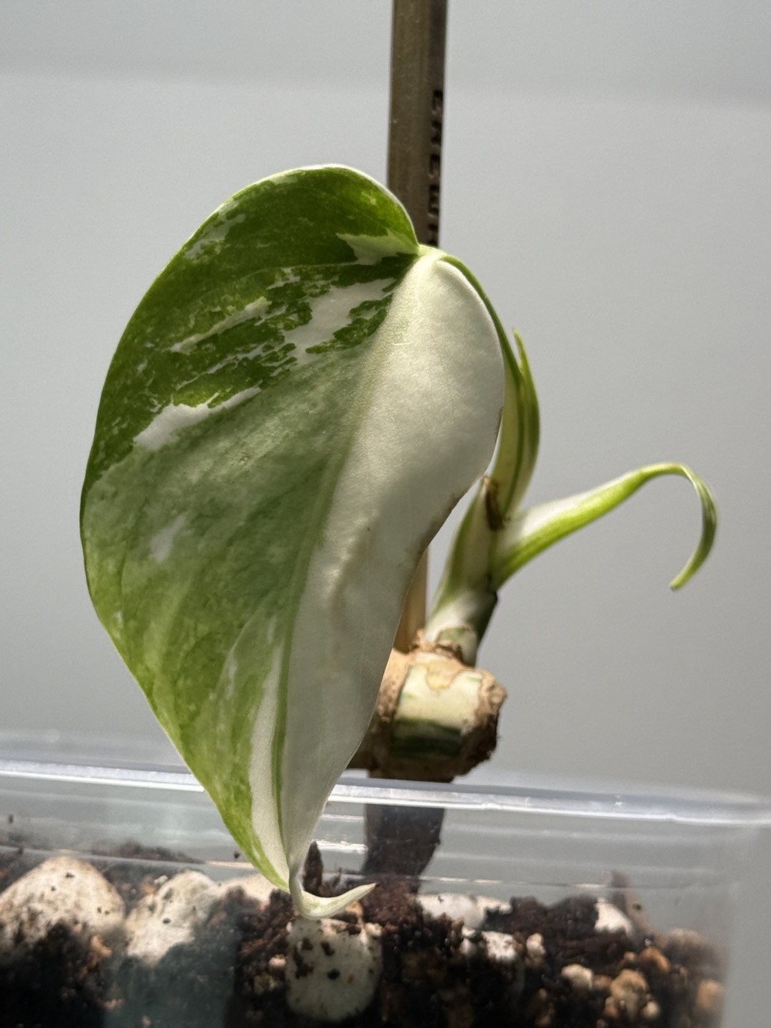 Monstera White Tiger (Kunzo)