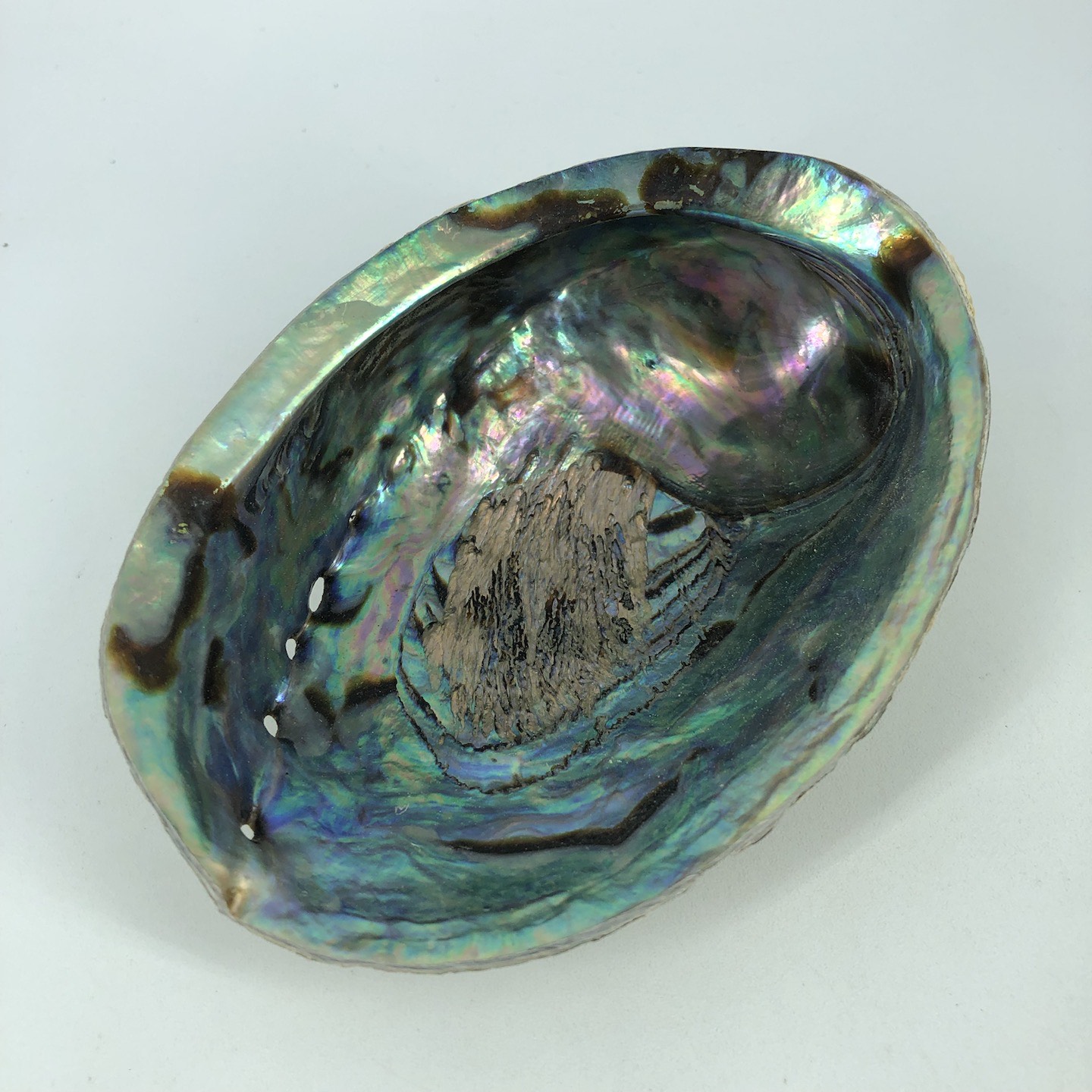 Genuine Abalone Shell