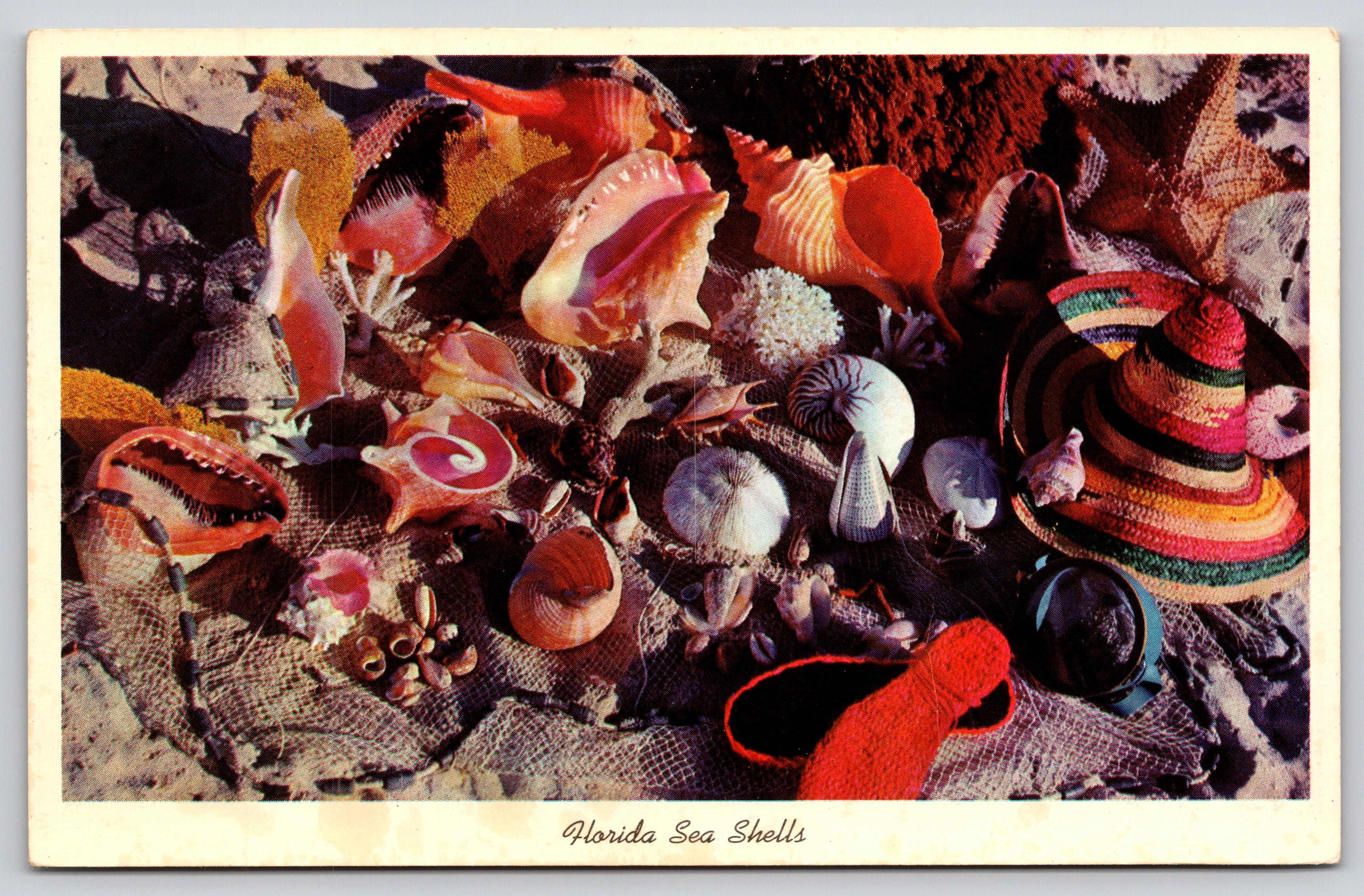 Postcard Florida Sea Shells Conch Nautilus Coral Mollusks Starfish - 12642