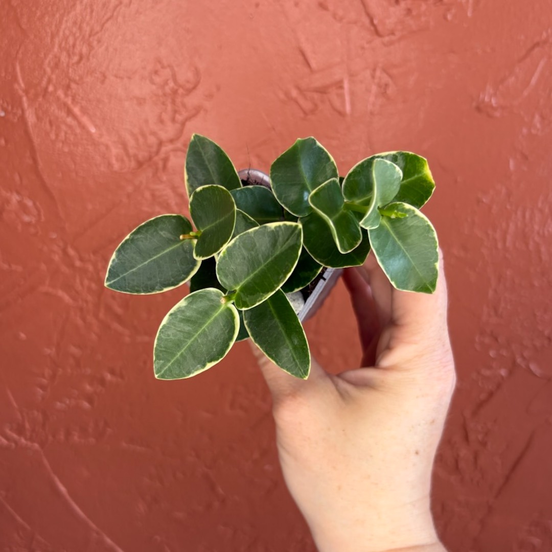 Hoya cummingiana (outer variegated)