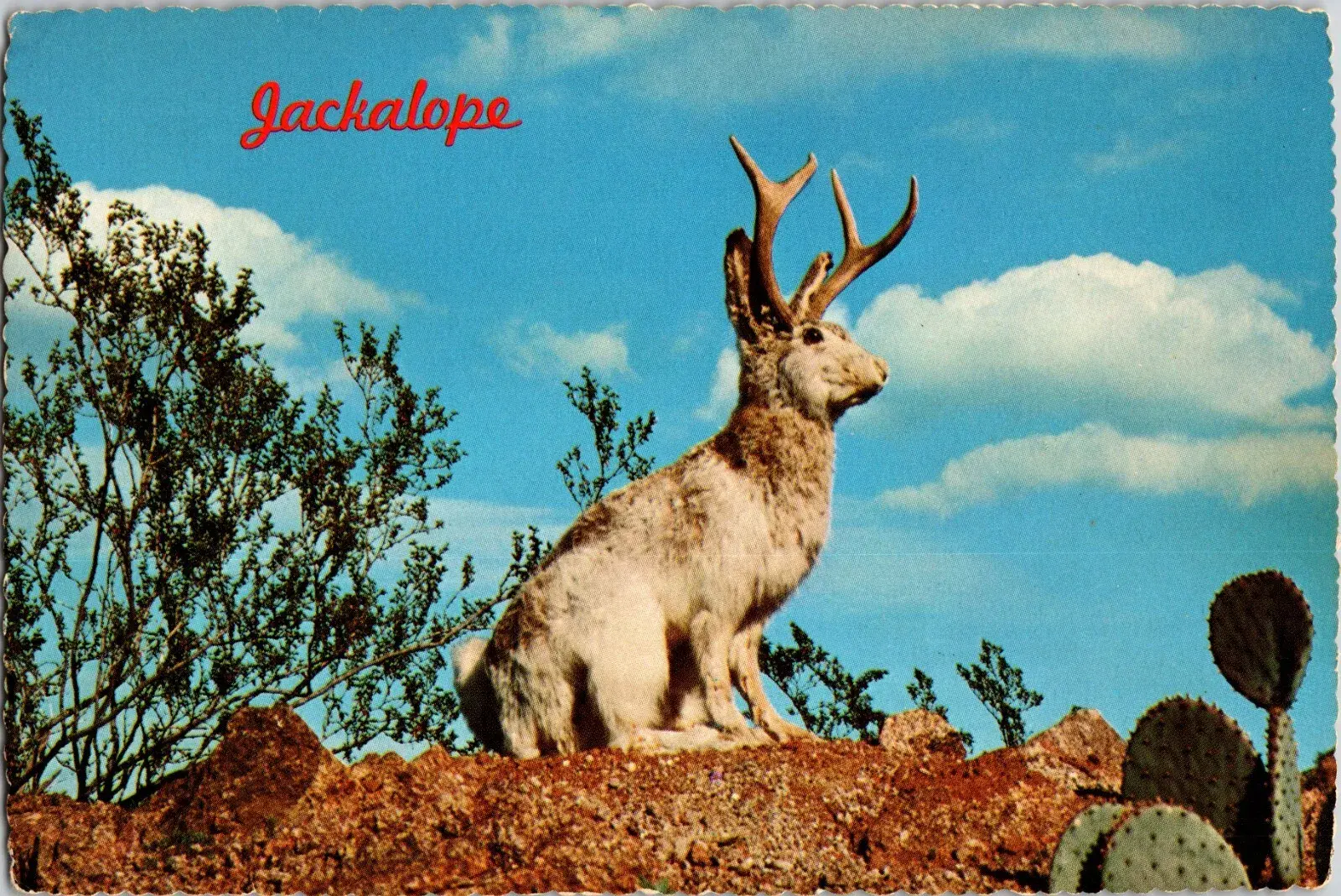 Postcard Wild Jackalope Antelabbit Mythical Creatures Famous Deckled Edge - 2232