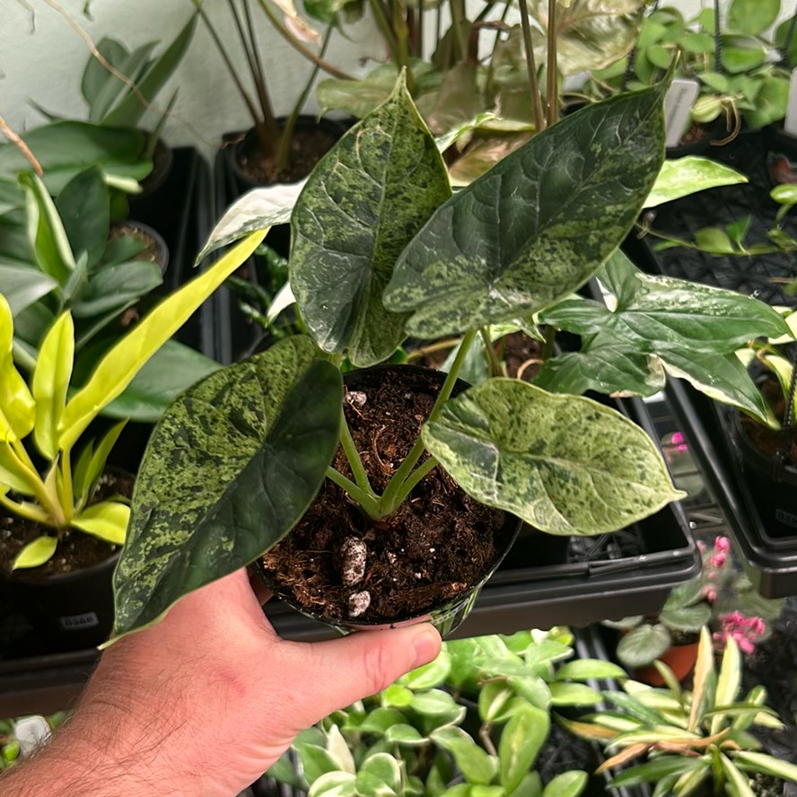 Alocasia Dragon Scale Mint 2002