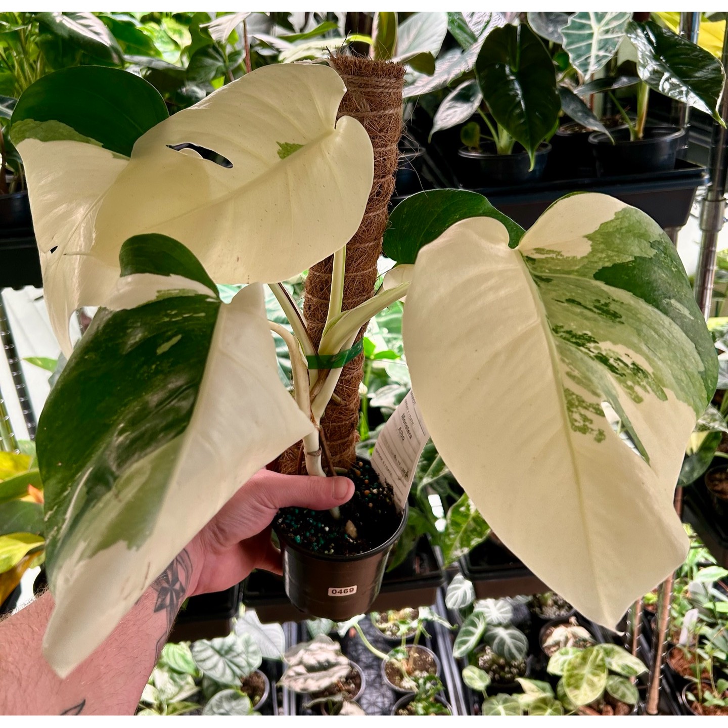 Monstera Albo
