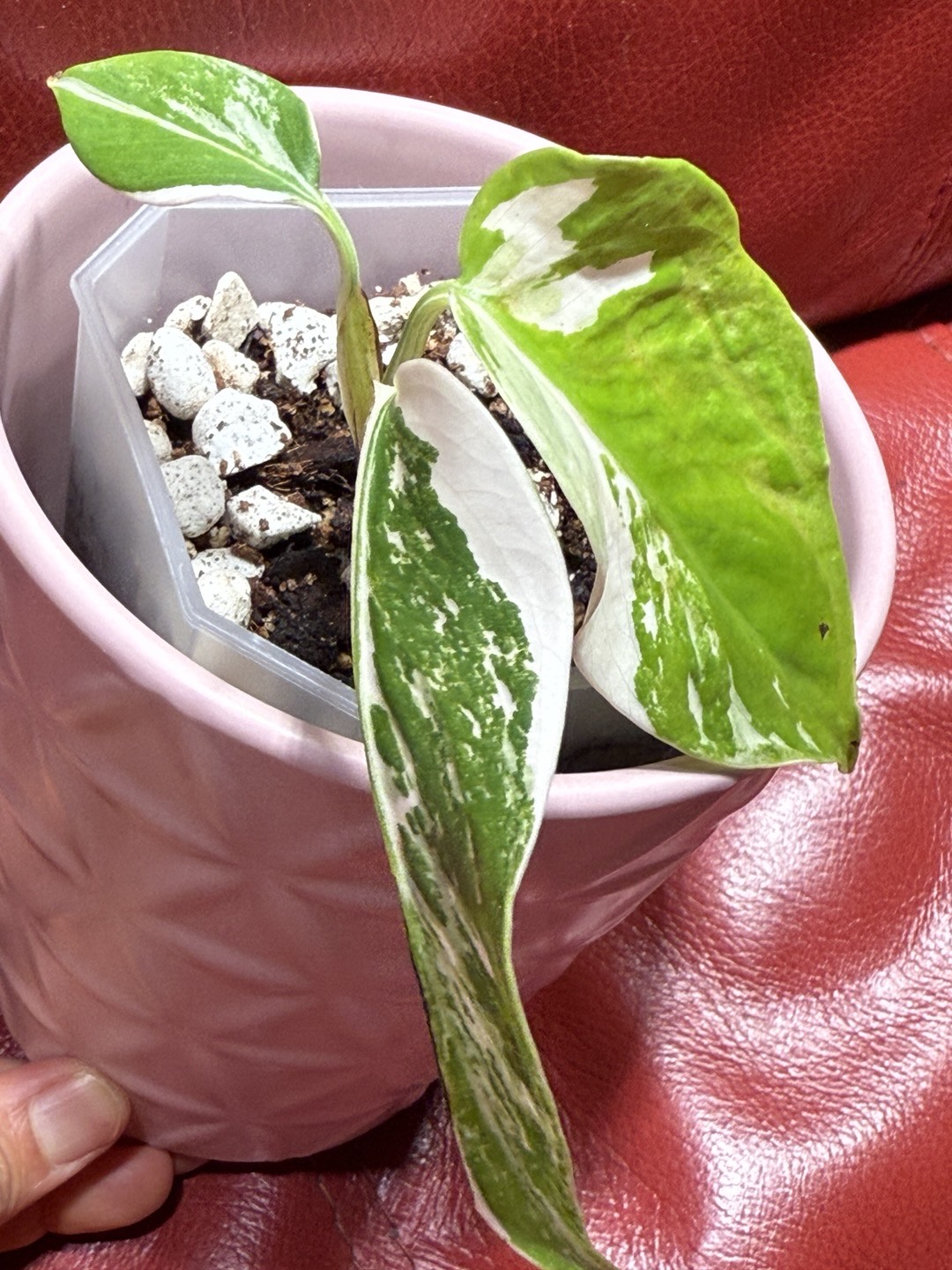 (#2) Rare Monstera White Tiger (Kunzo)