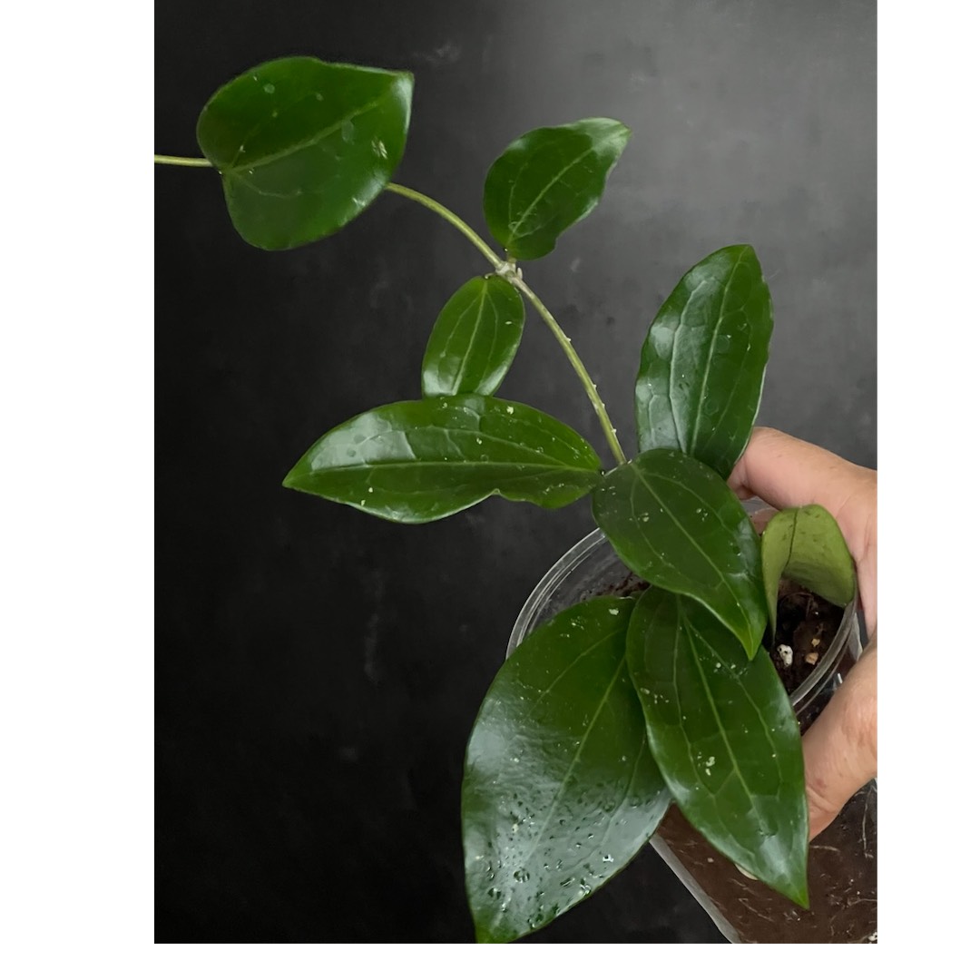 Hoya Erythrina X ‘Jennifer’ (pink)