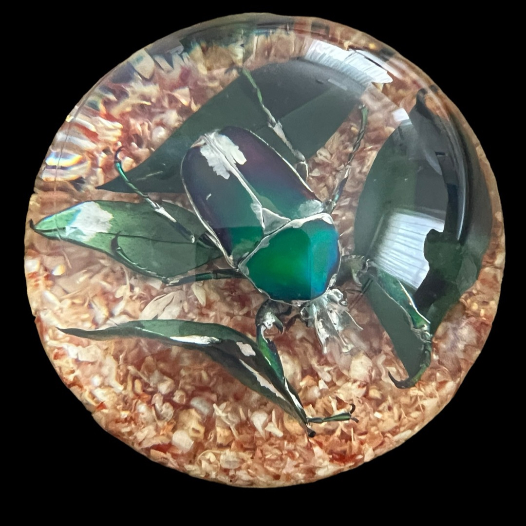#53 - Acrylic Beetle Paperweight 3”
