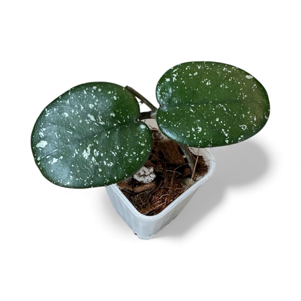 Bonii round leaf splash