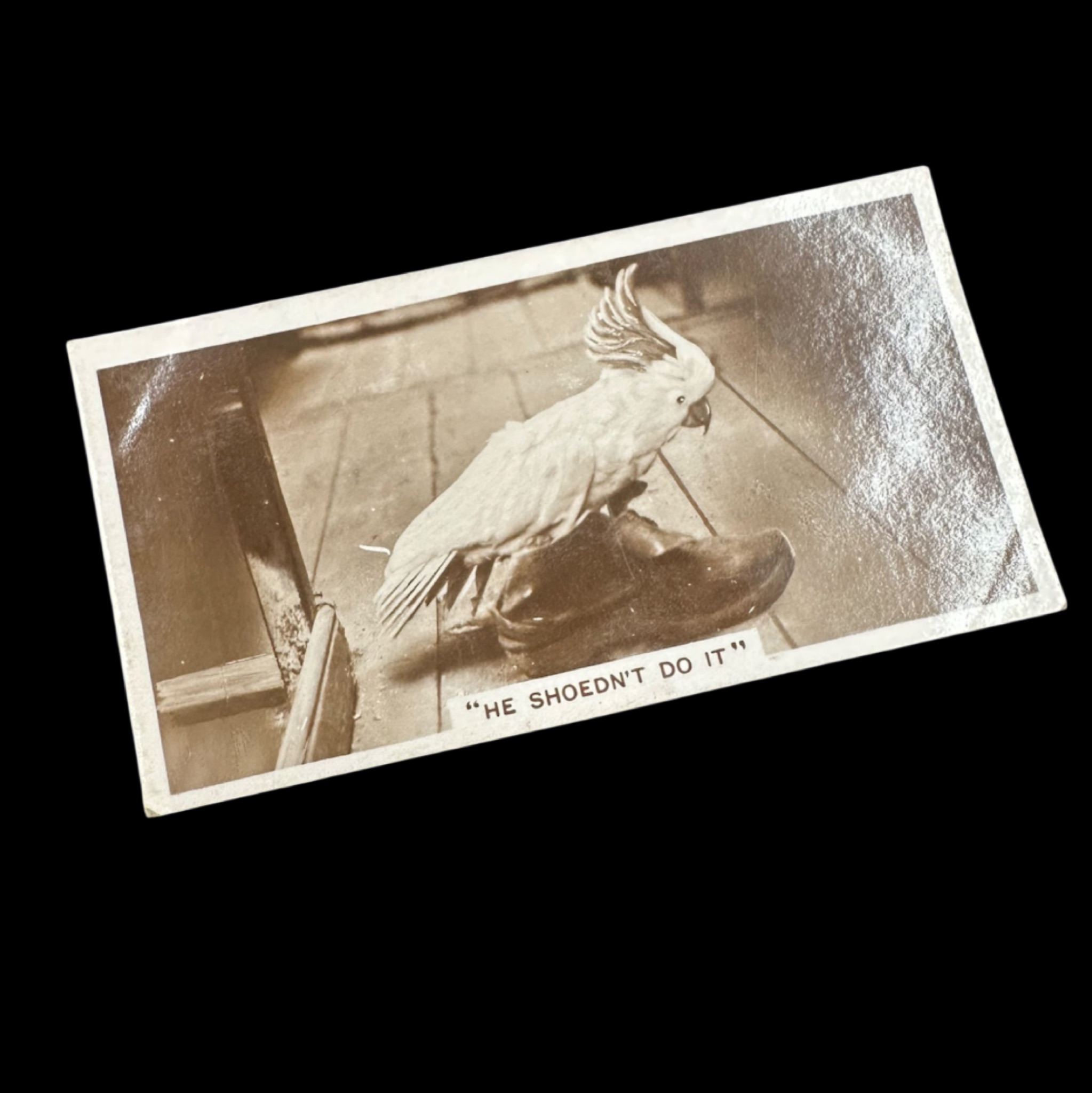 “He Shoedn’t Do it!” De Reszke Antique Cockatiel Photo Cigarette Card ...