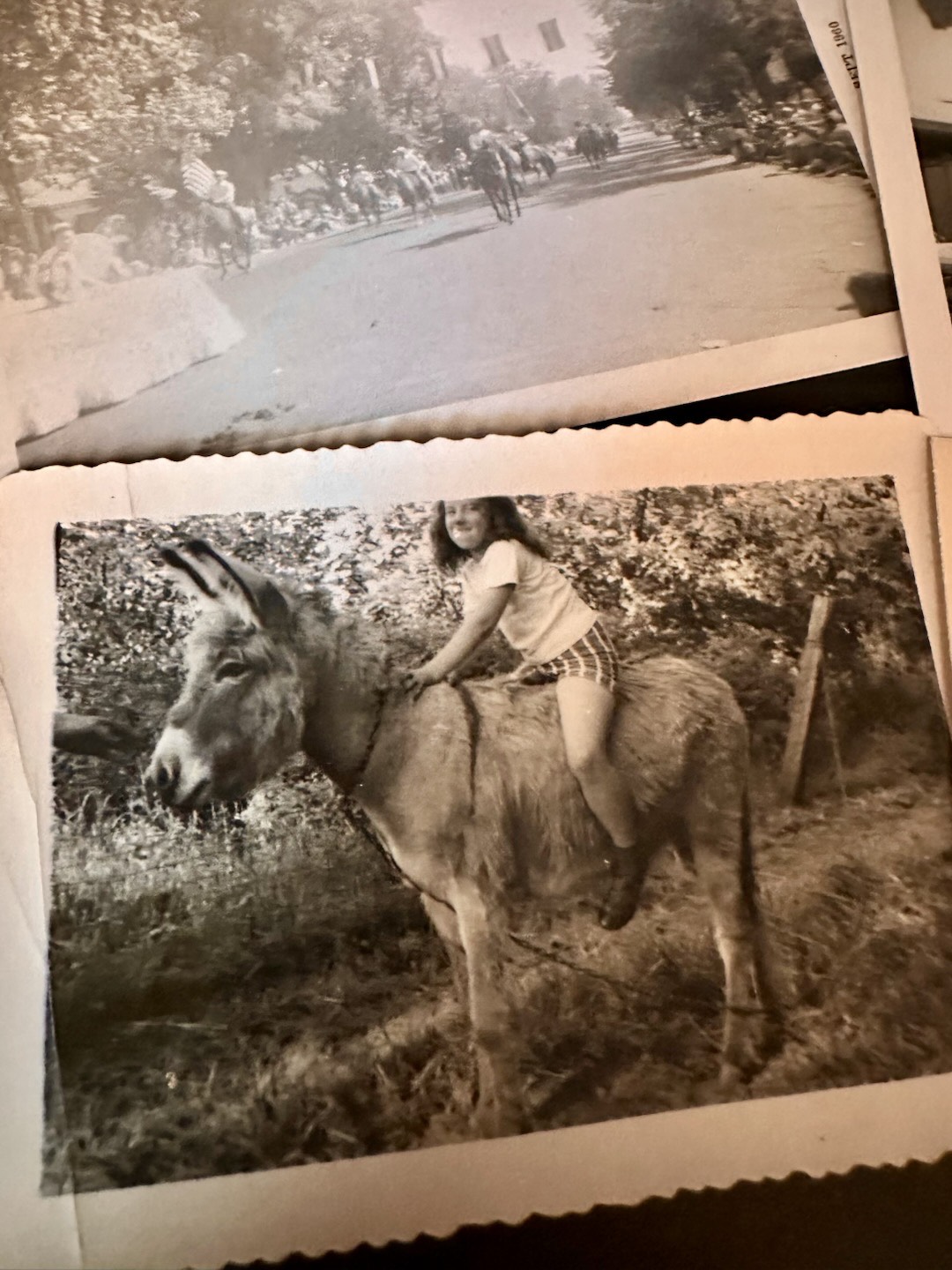 Donkeys & Horses And 1 Crying Baby, An Antique/Vintage Photograph ...