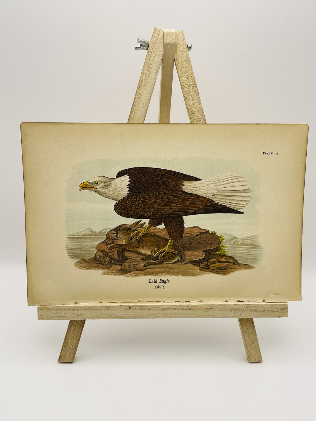 “Bald Eagle Adult”, c. 1890 Color Plate Engraving, Plate 84, From An ...