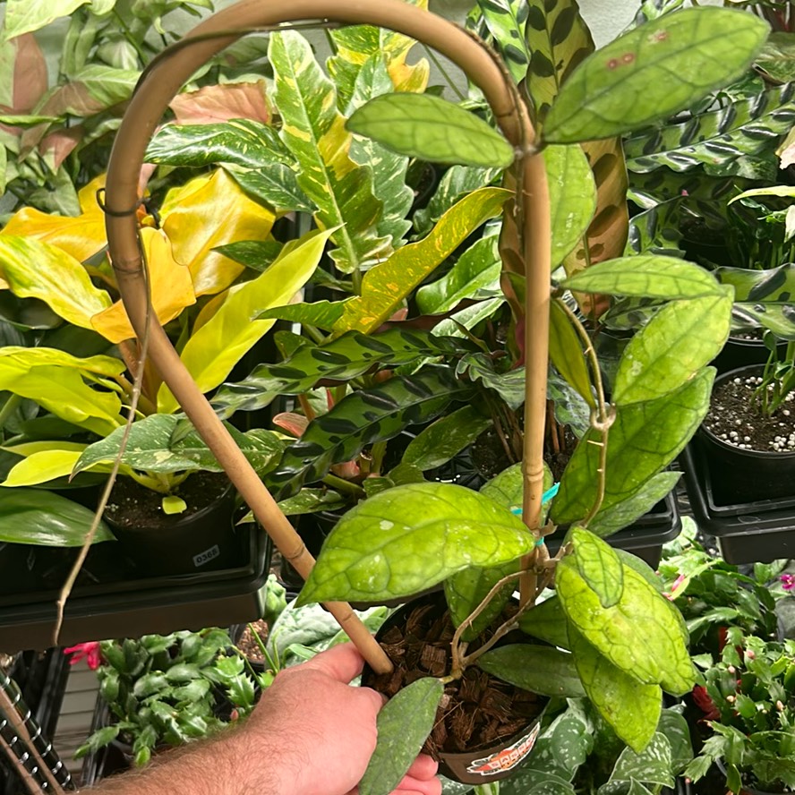 Hoya Finlaysonii Nova 0568