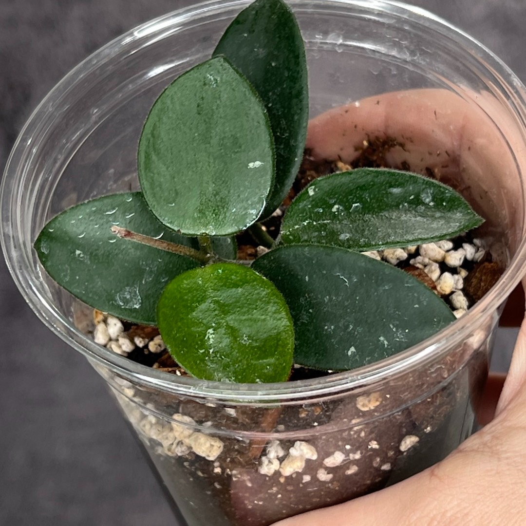 Hoya ‘Chouke’