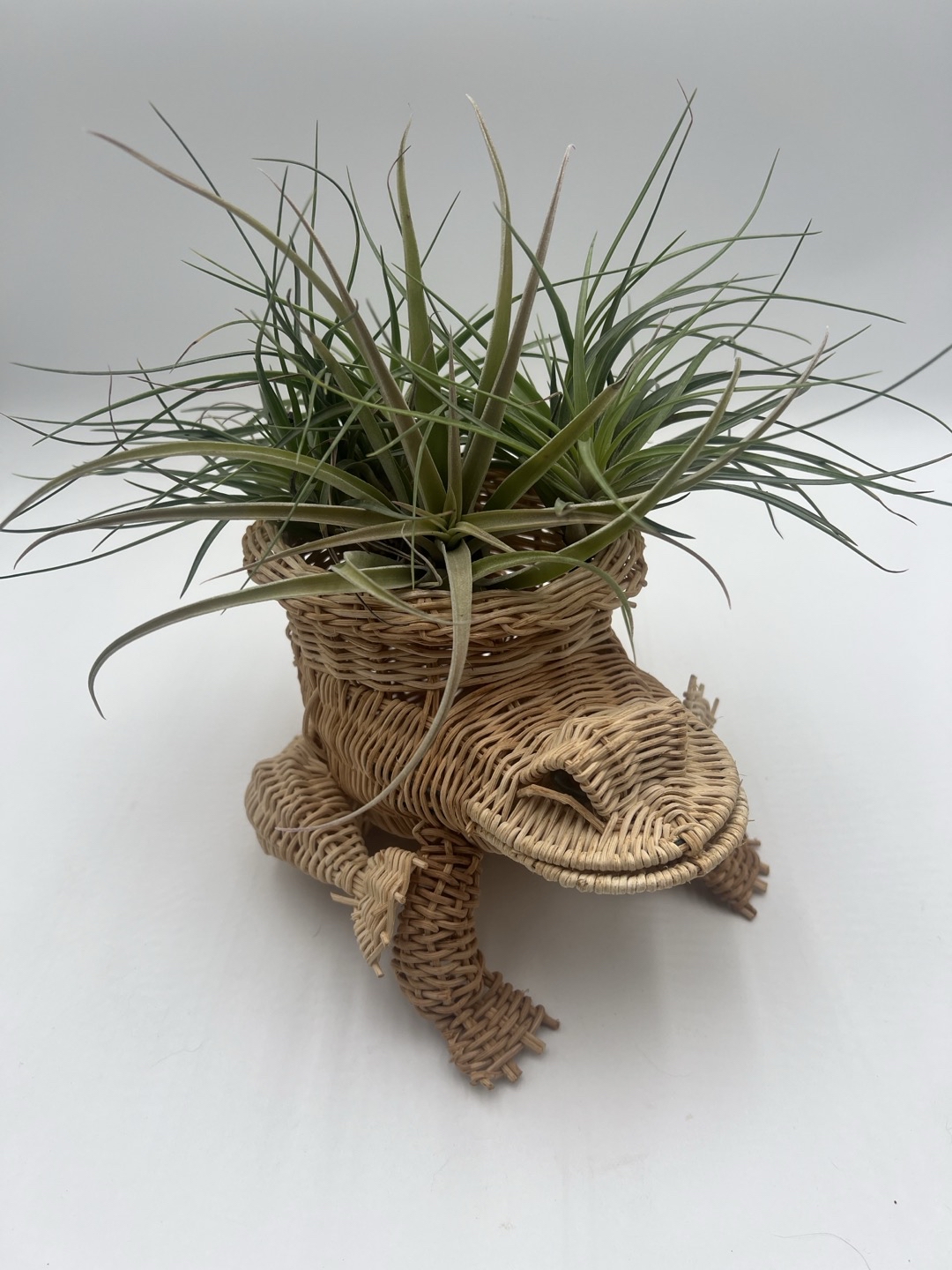 Wicker Frog Air Plant Arrangement