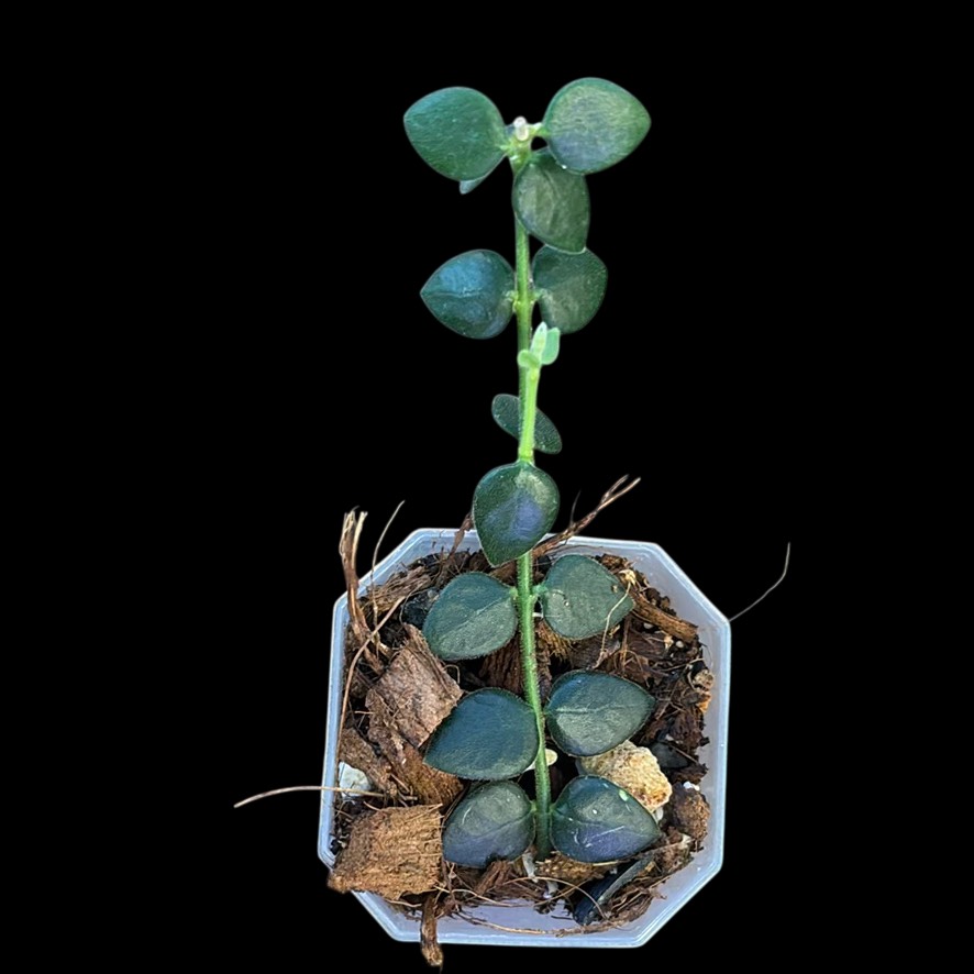 Hoya chinghungensis