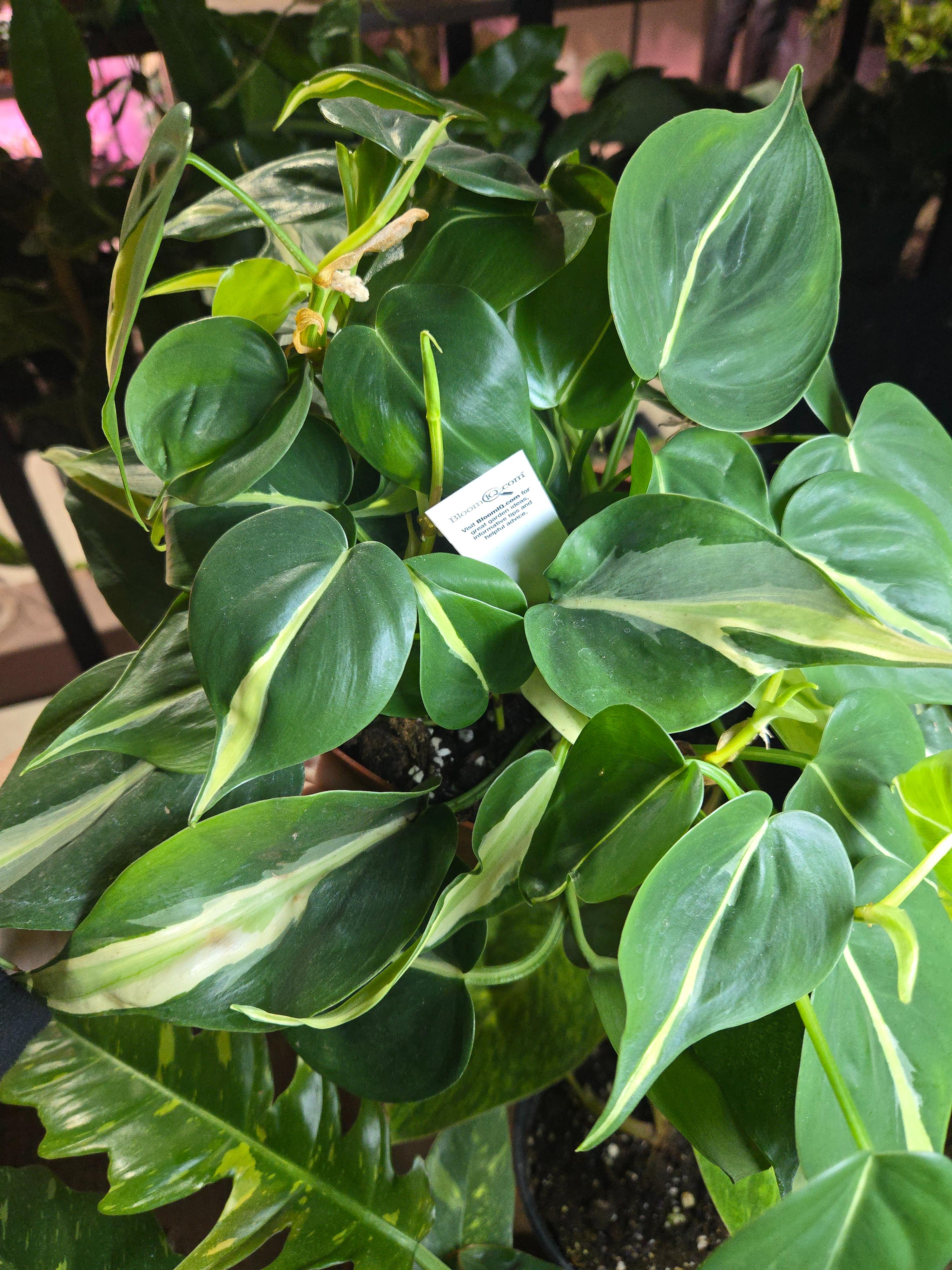 43. Rio Philodendron 6"