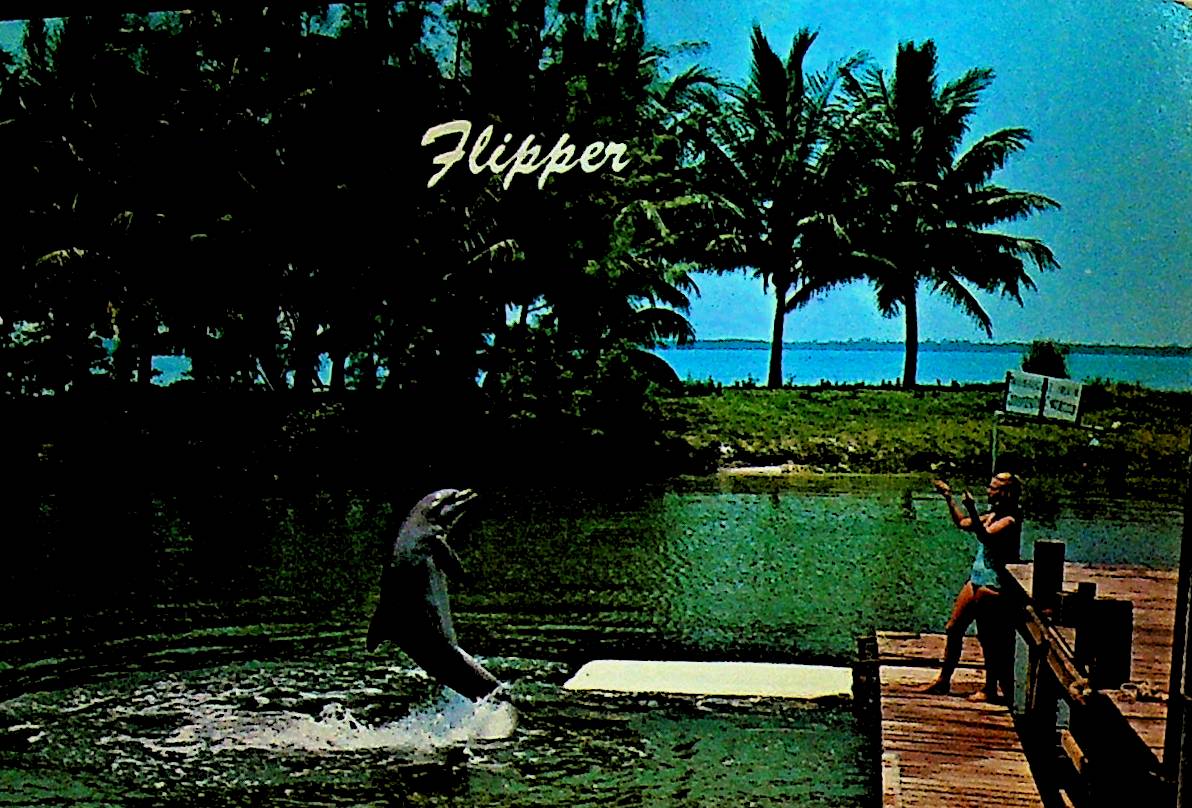 Flipper Famed Star of Television Postcard