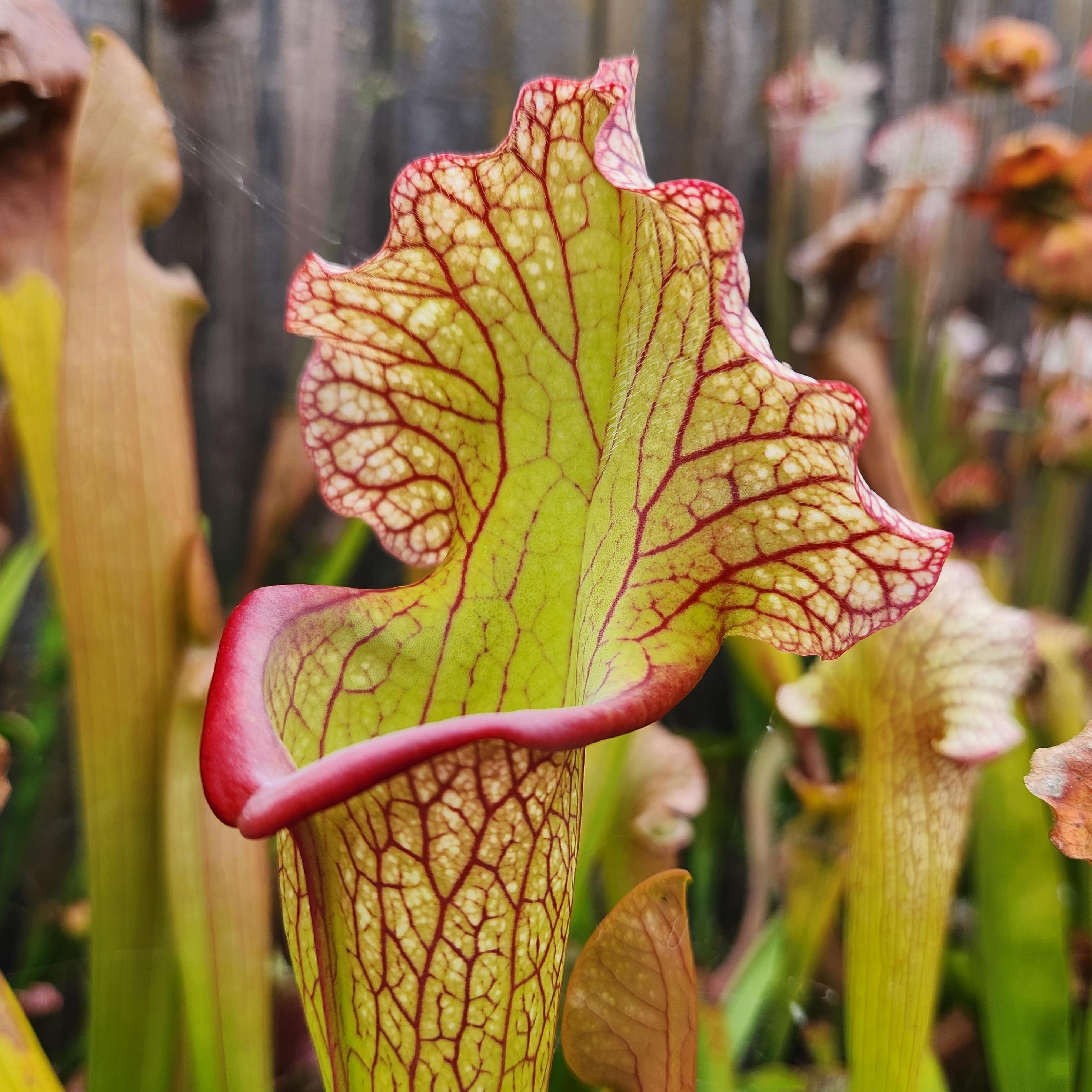 Sarracenia ('John Rizzi' x 'Royal Ruby') x 'Blood Moon'