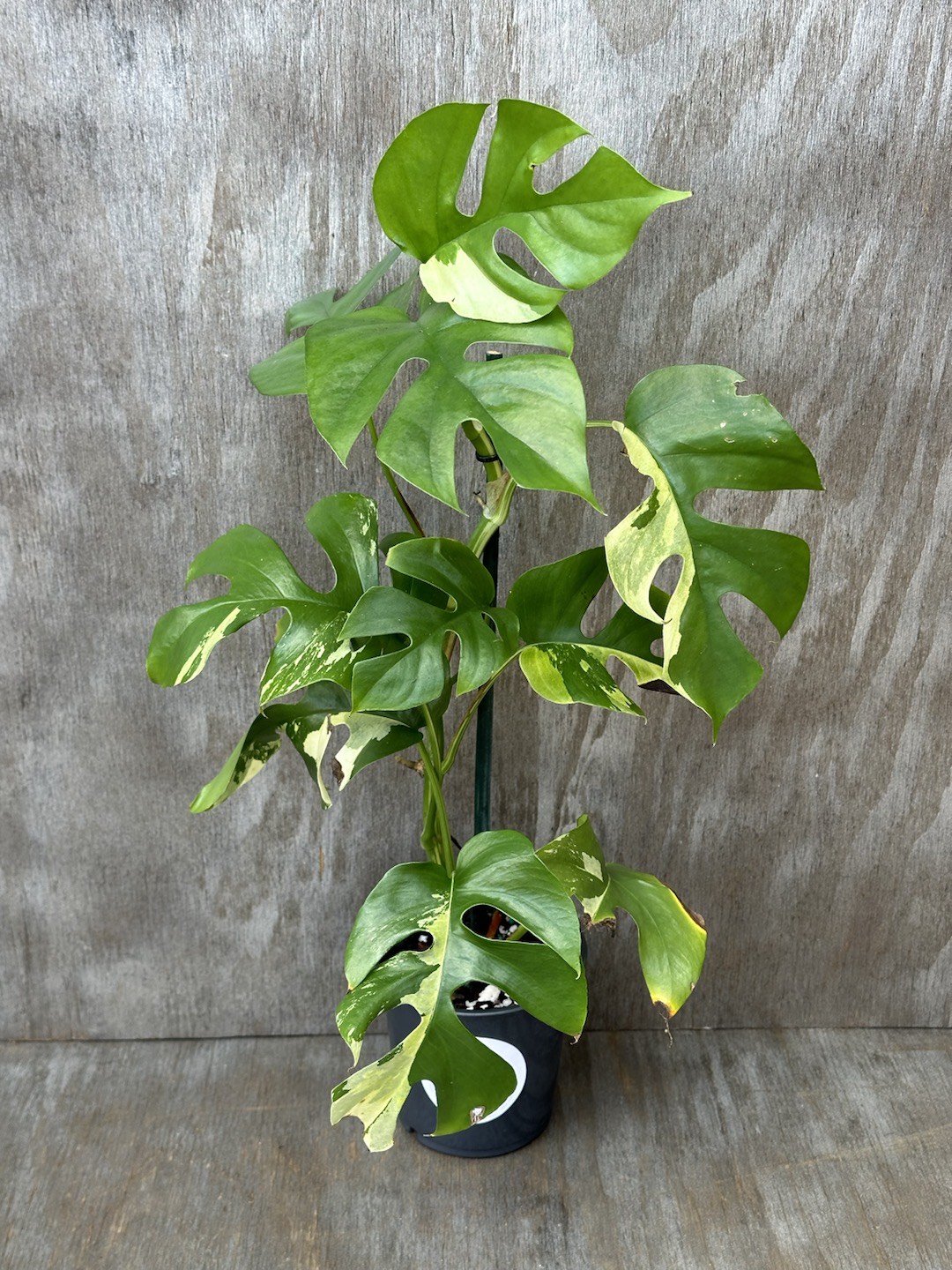 Rhaphidophora Tetrasperma Variegated (117DM04)