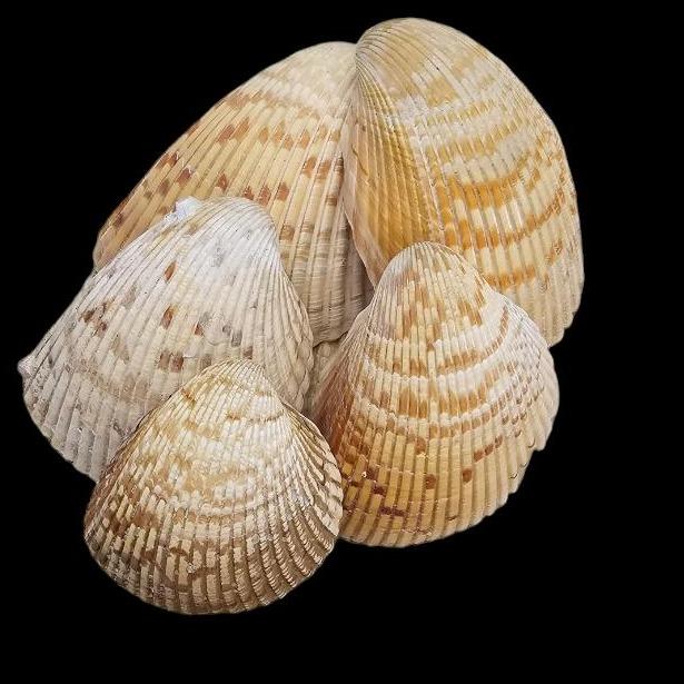 Florida 🌞 Set Of 5 Assorted Huge Florida West Coast Cockle Sea Shells