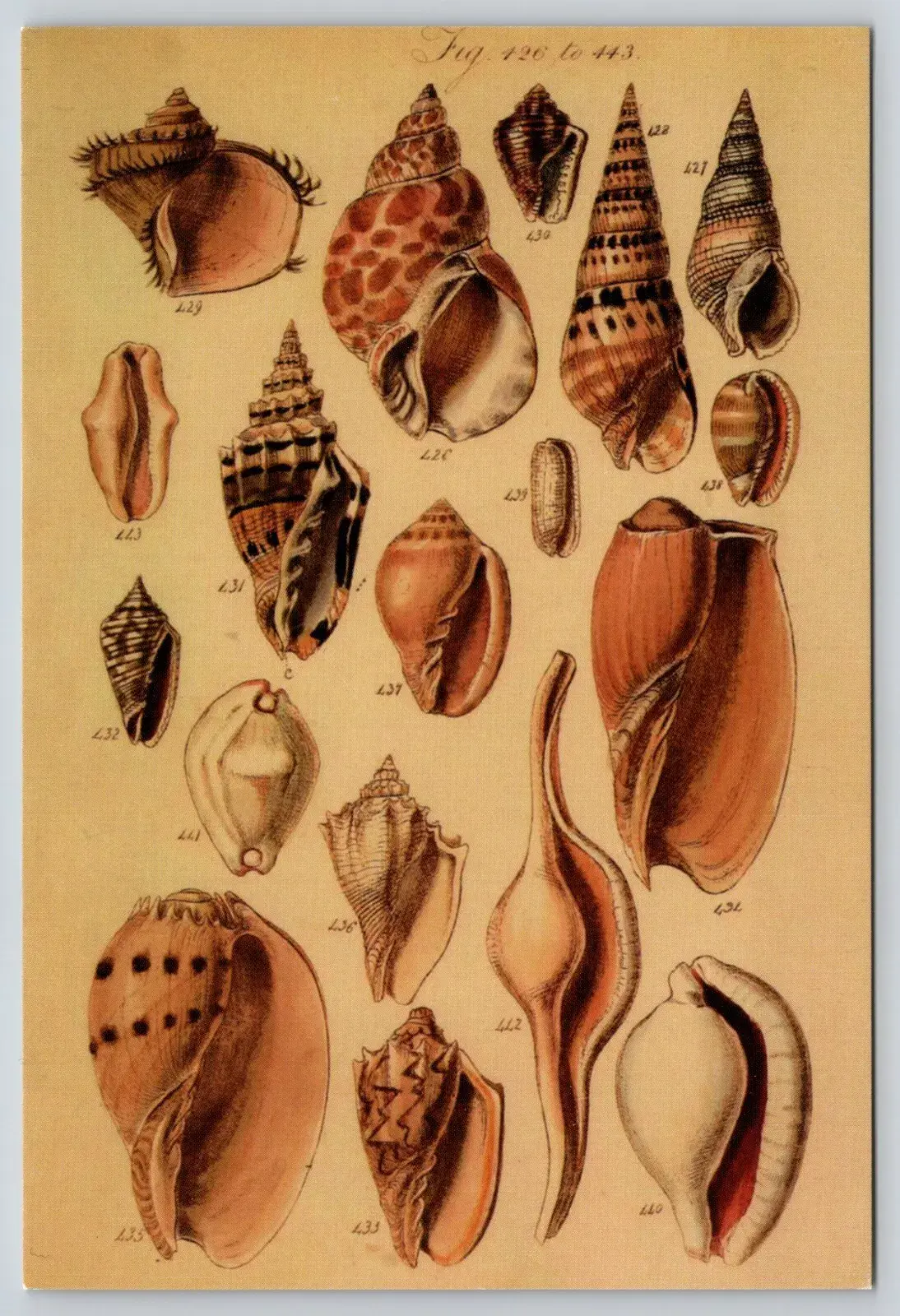 Postcard Sea Shells Mollusks Gastropods Natural History Scientific ...