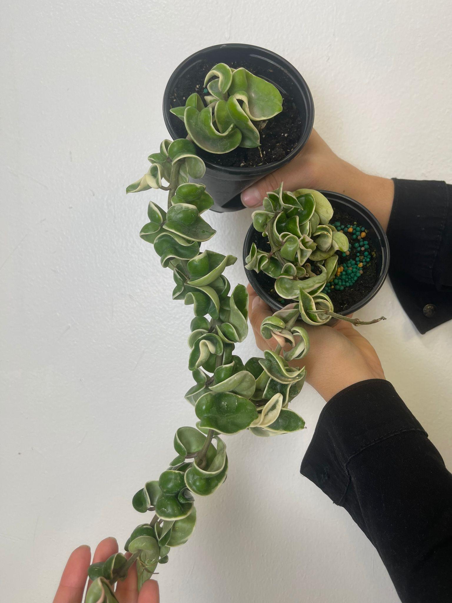 Hoya Hindu rope variegated 4”
