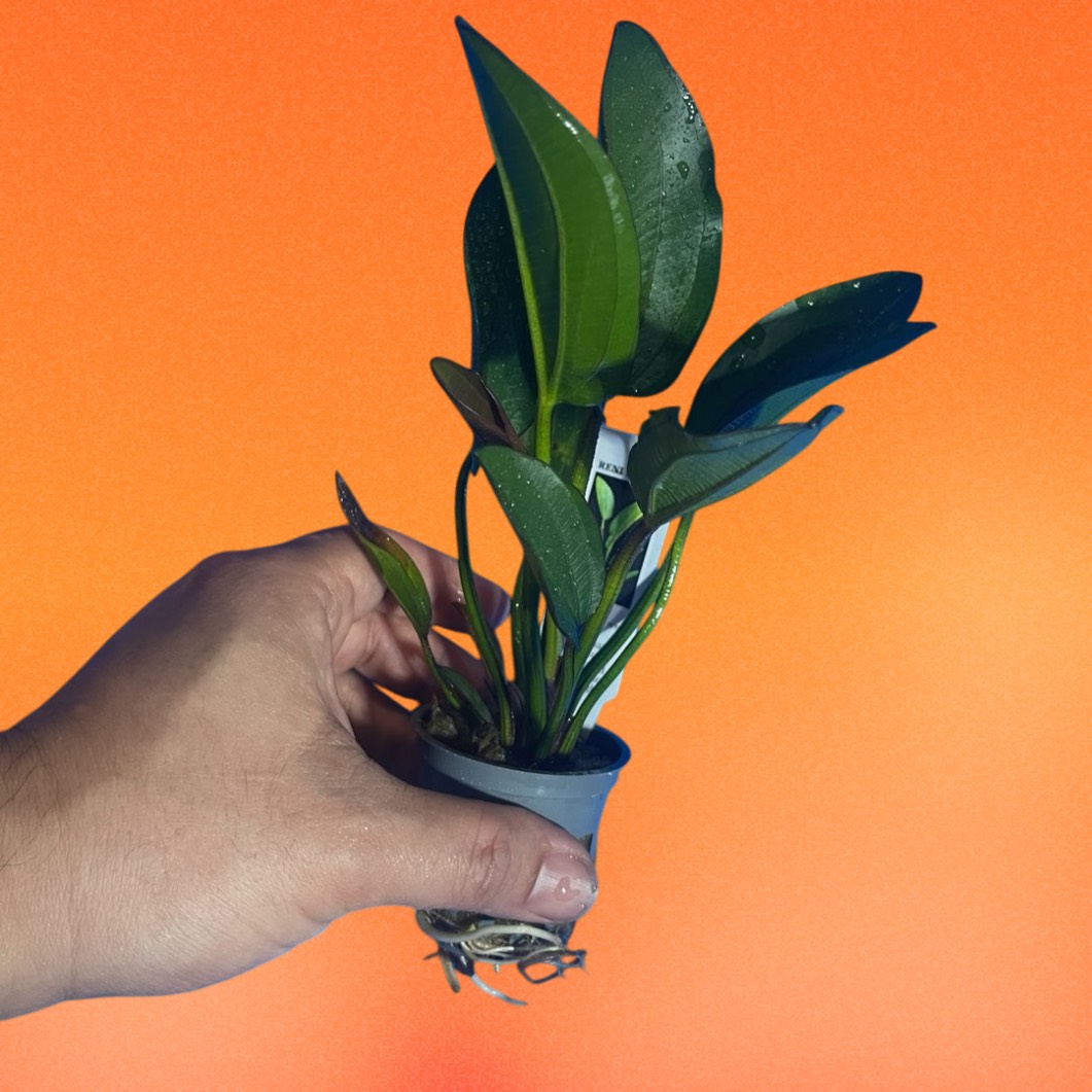 Echinodorus (Sword) Reni - Potted