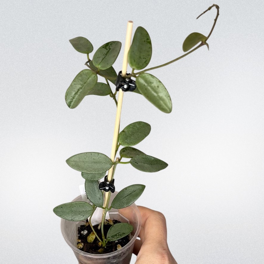 Hoya lima (silver)