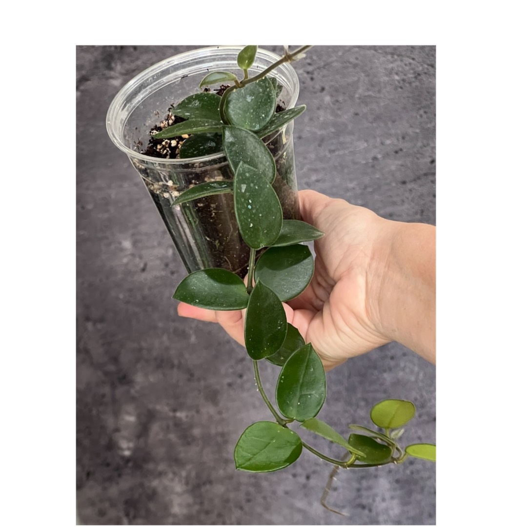 Hoya ‘Chouke’
