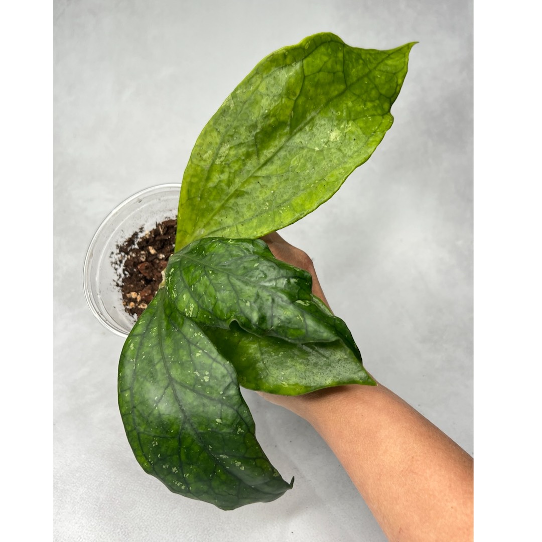 Hoya sp ‘Germany’