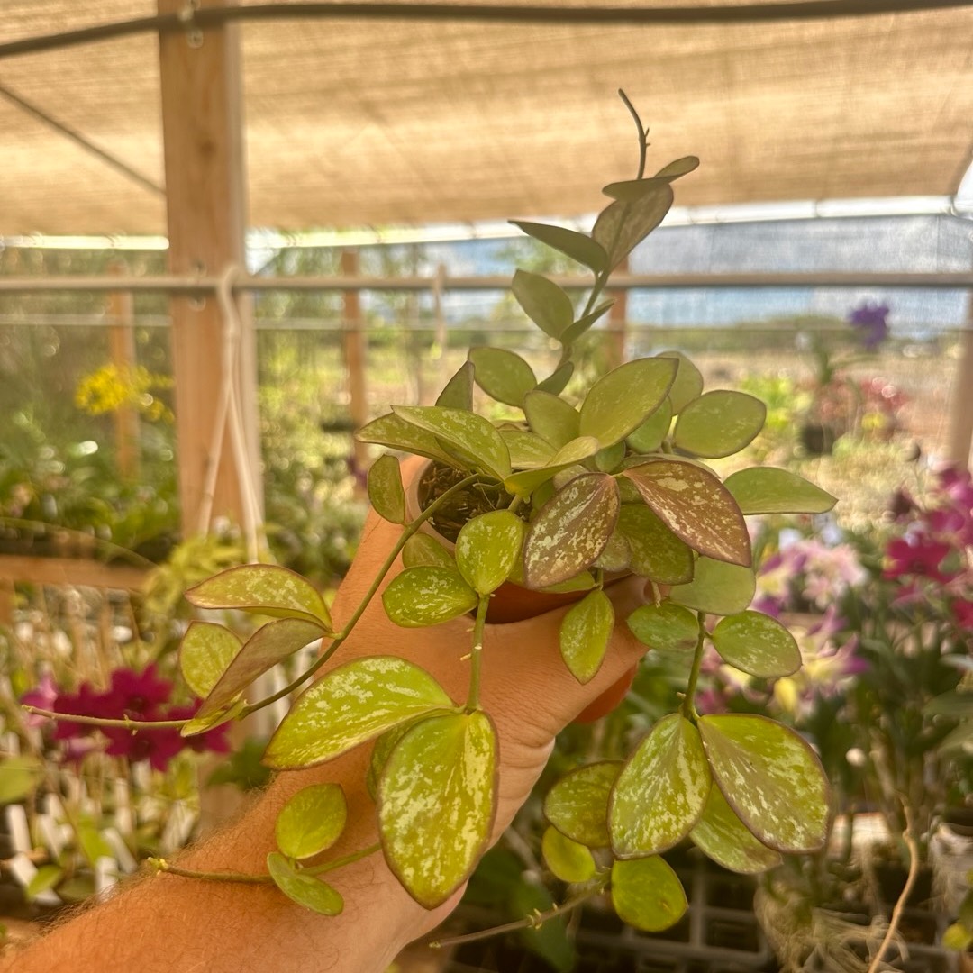 Hoya collina IR-26