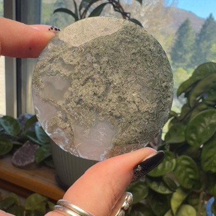 Moss Disc W Stand