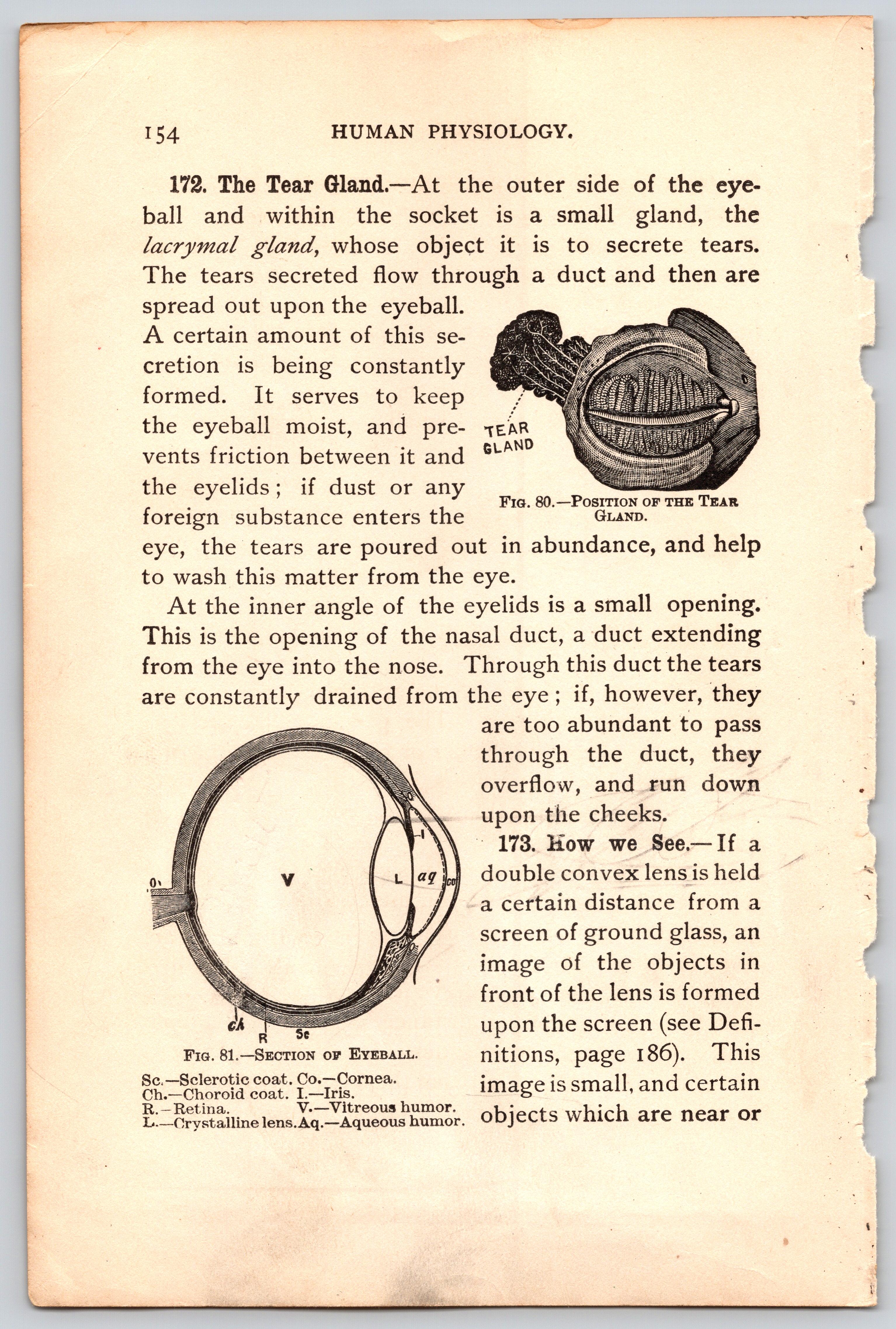 The Eyeball Ephemera Human Anatomy Scientific Illustration Junk Journal ...