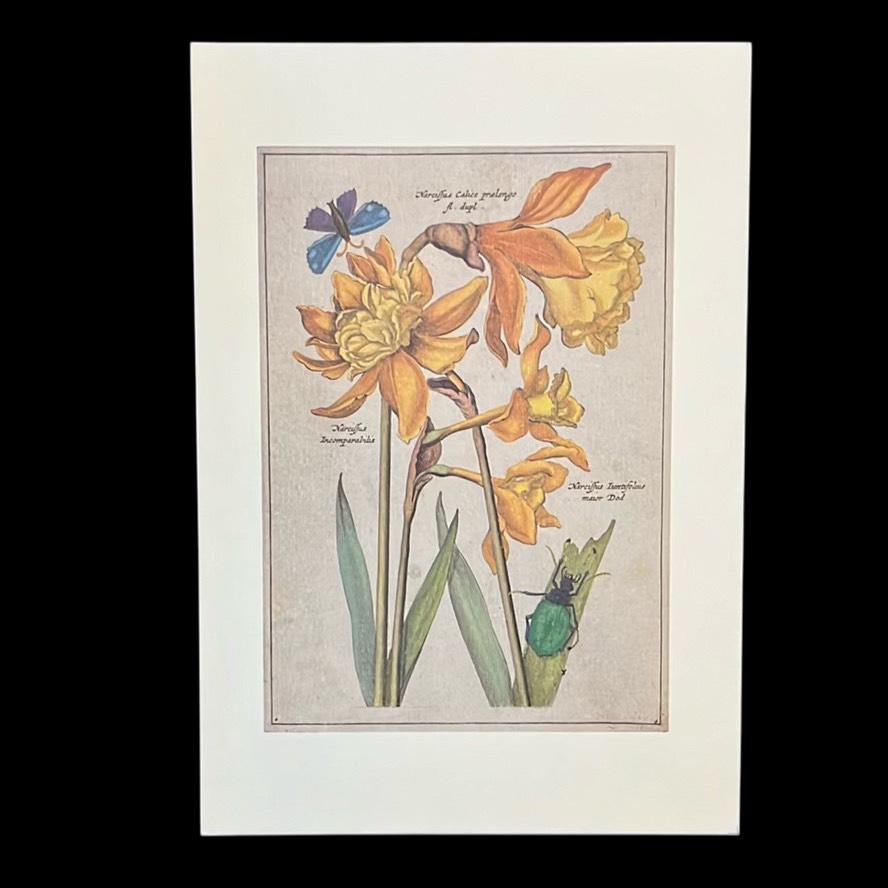 Made In Italy Botanical Print, Daffodils And Insects Print, Italian ...