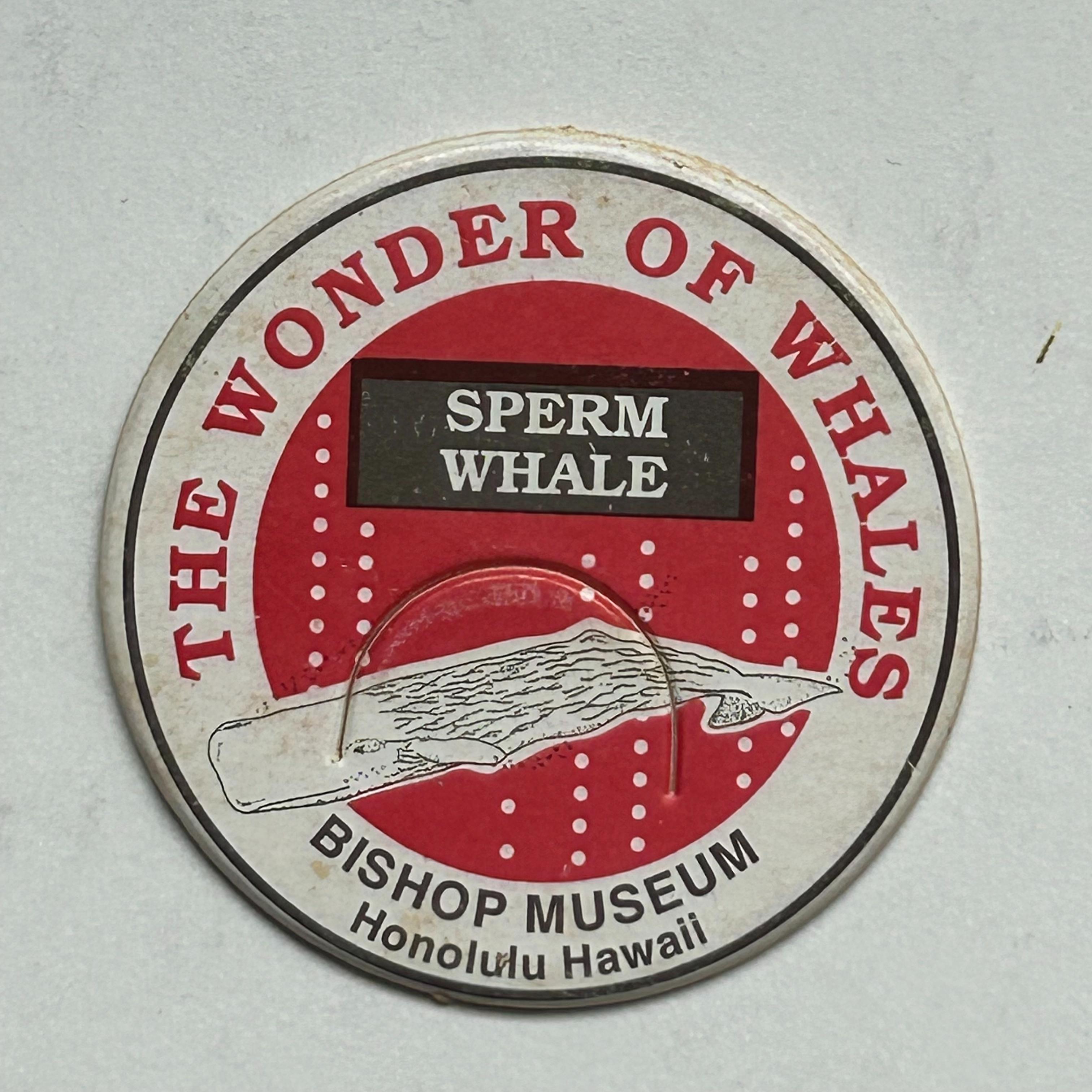 Sperm Whale The Wonder of Whales POG Bishop Museum Honolulu Hawaii ...