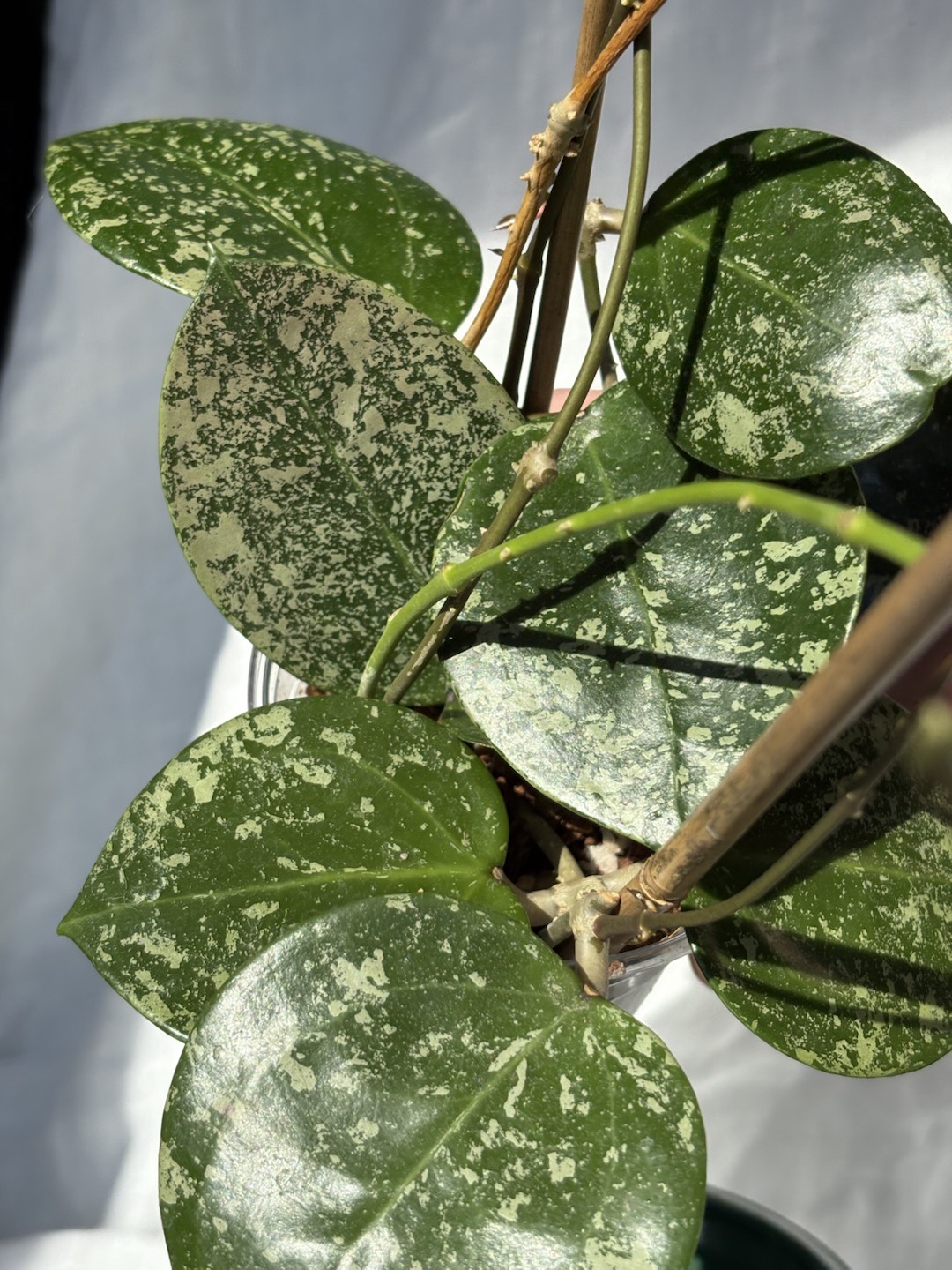Hoya verticillata round leaf splash