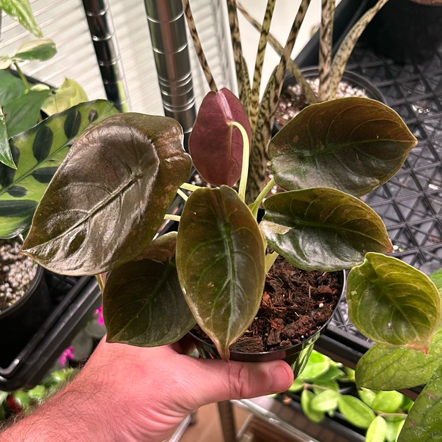 Alocasia Cuprea Pink Var 1976